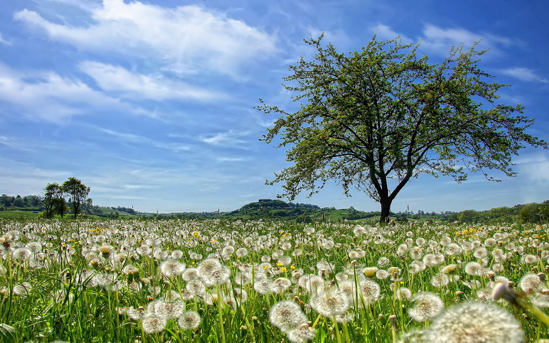 Dandelion Field Widescreen Wallpaper Large Format Desktop Wallpaper
