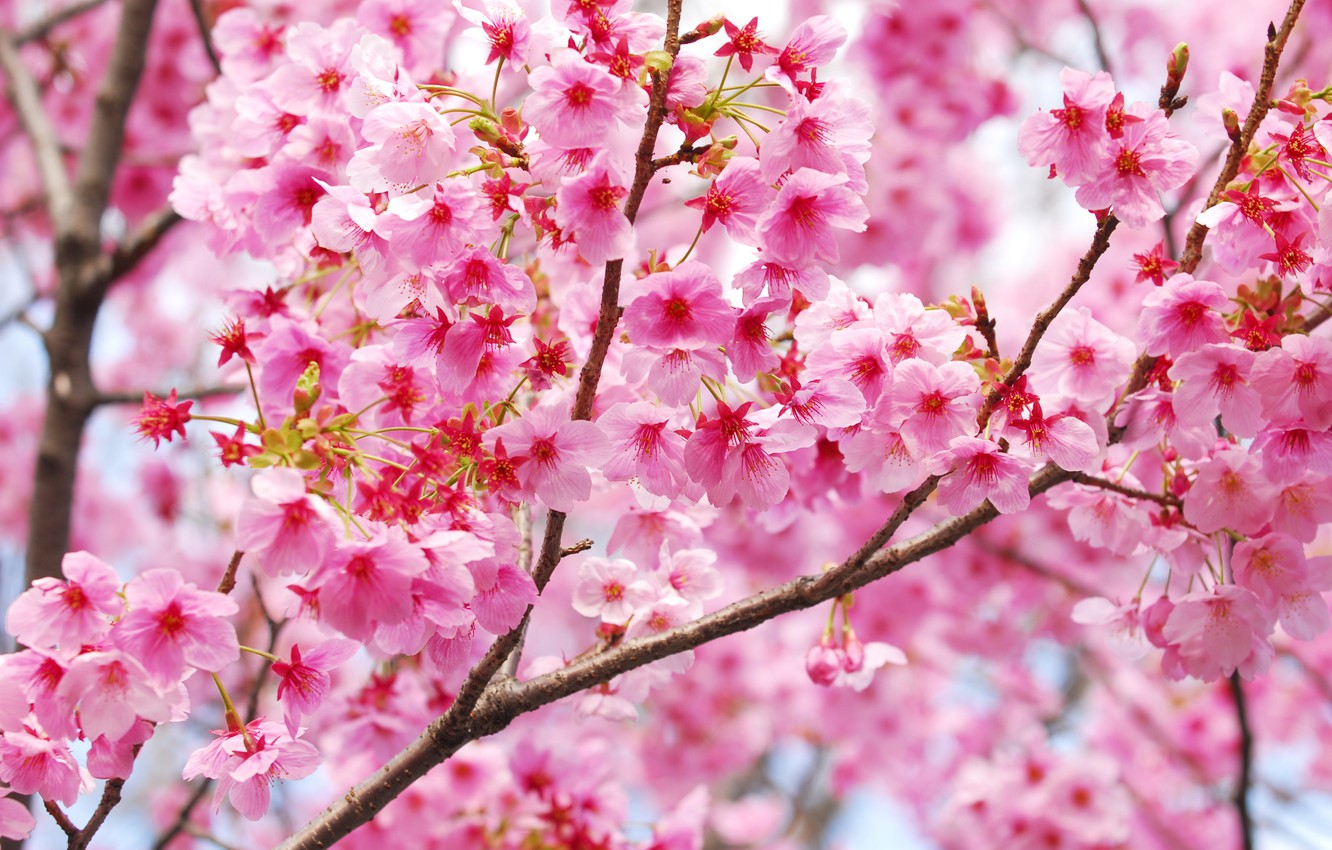 Colorful Spring Trees Wallpapers - Wallpaper Cave