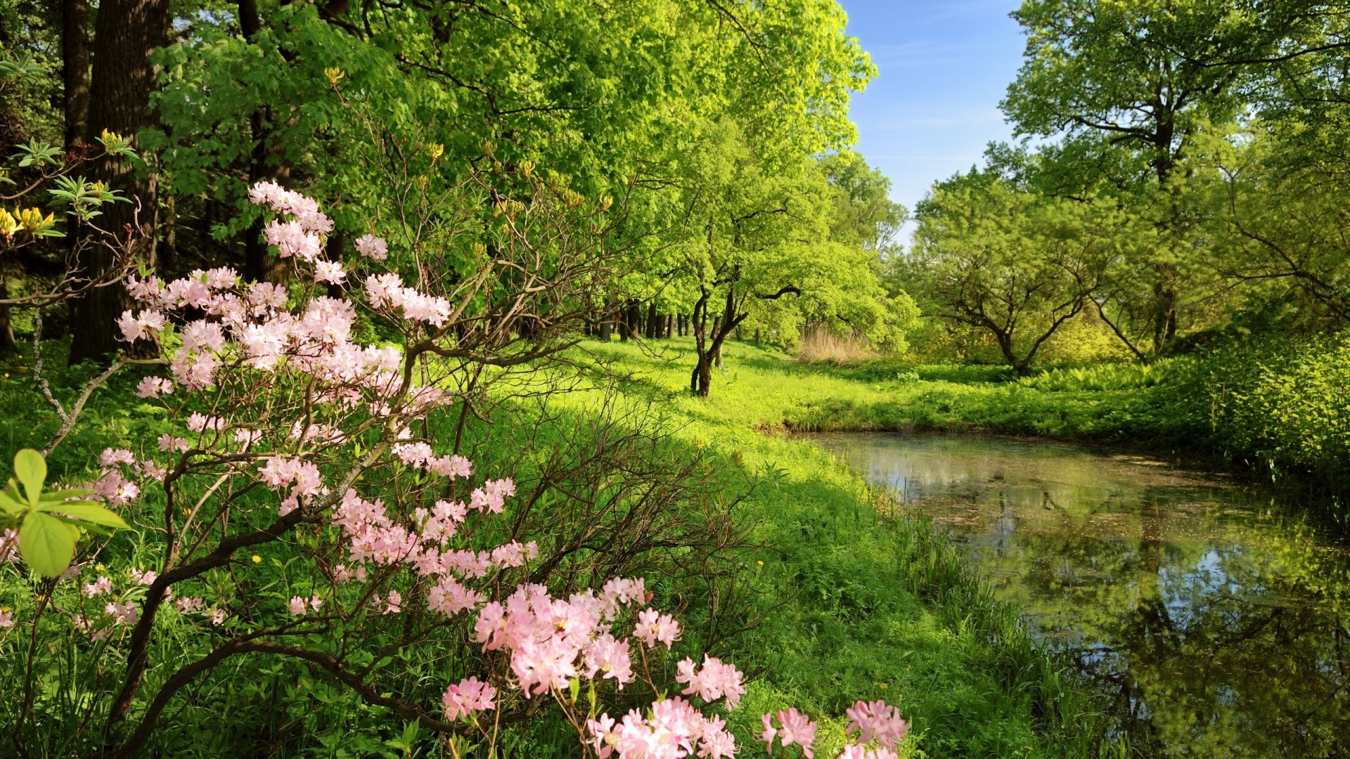 Colorful Spring Trees Wallpapers - Wallpaper Cave