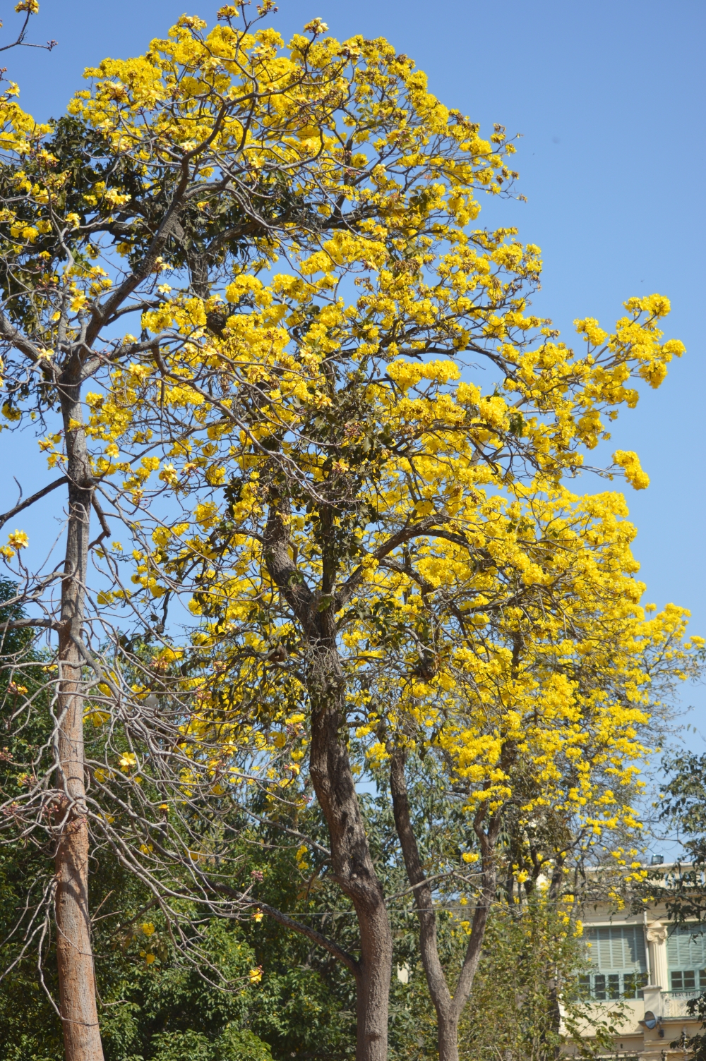 Colorful Spring Trees Wallpapers - Wallpaper Cave