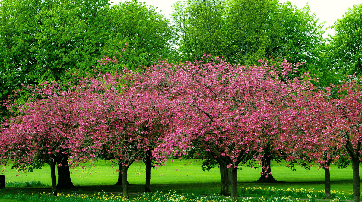 Colorful Spring Trees Wallpapers - Wallpaper Cave