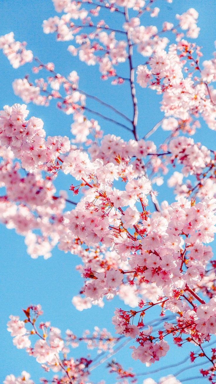 Colorful Spring Trees Wallpapers - Wallpaper Cave