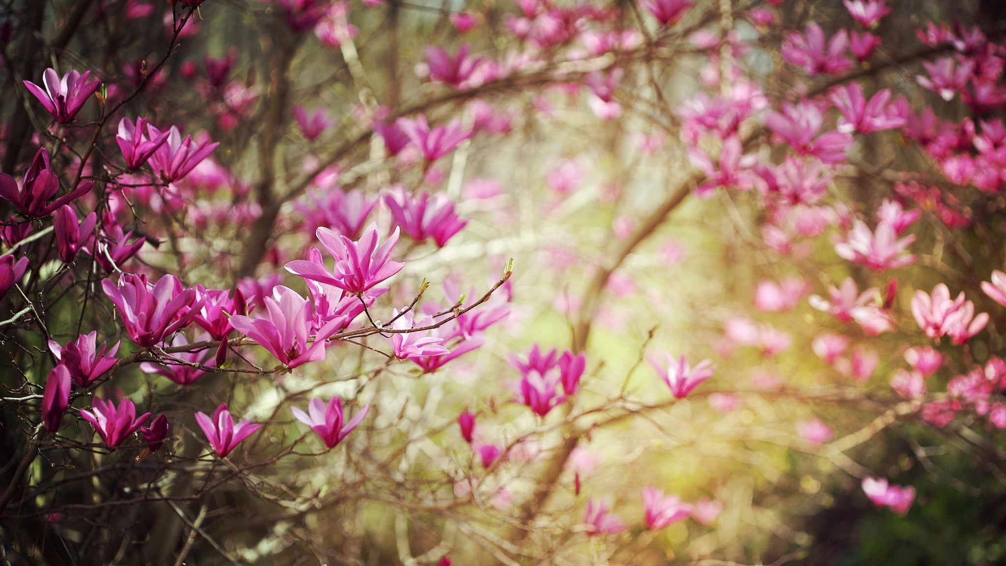 Spring Nature Computer Wallpapers - Wallpaper Cave