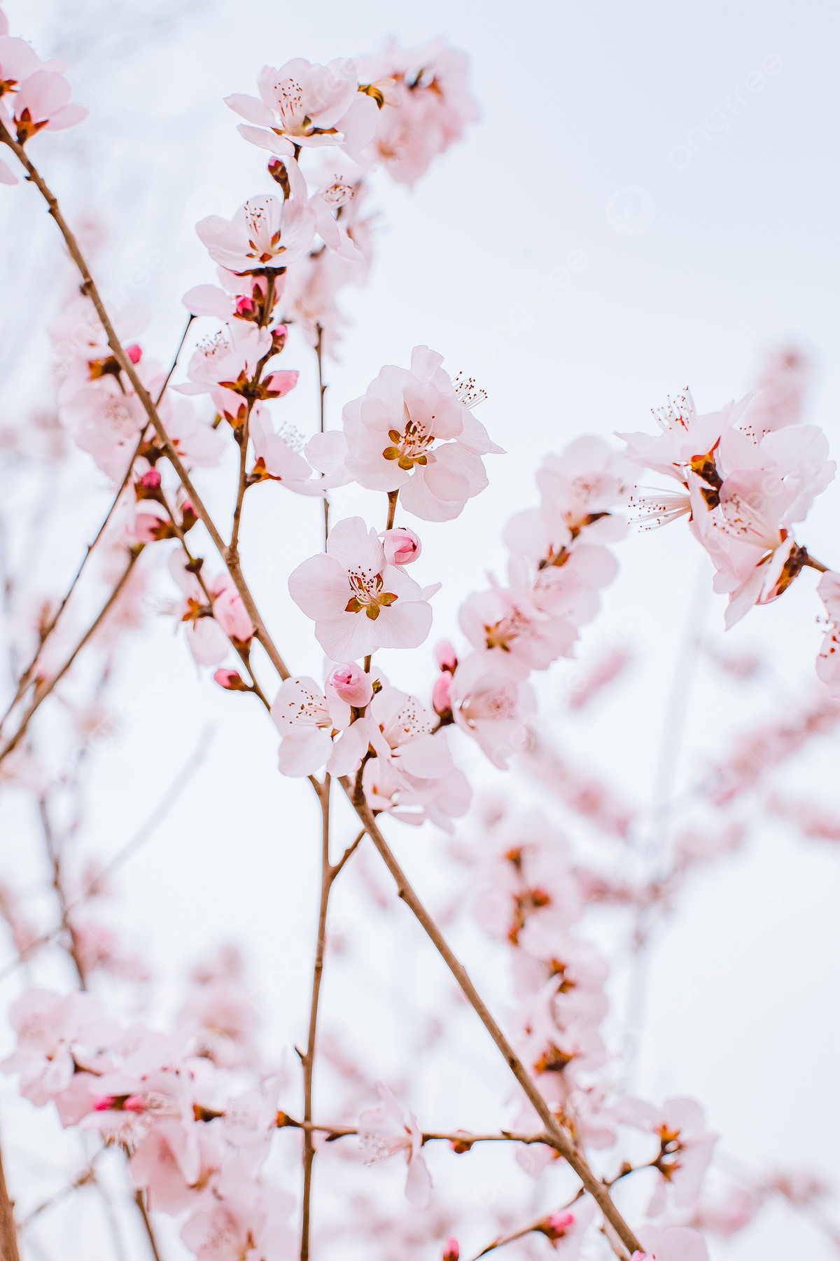 Peach Spring Flowers Wallpapers - Wallpaper Cave