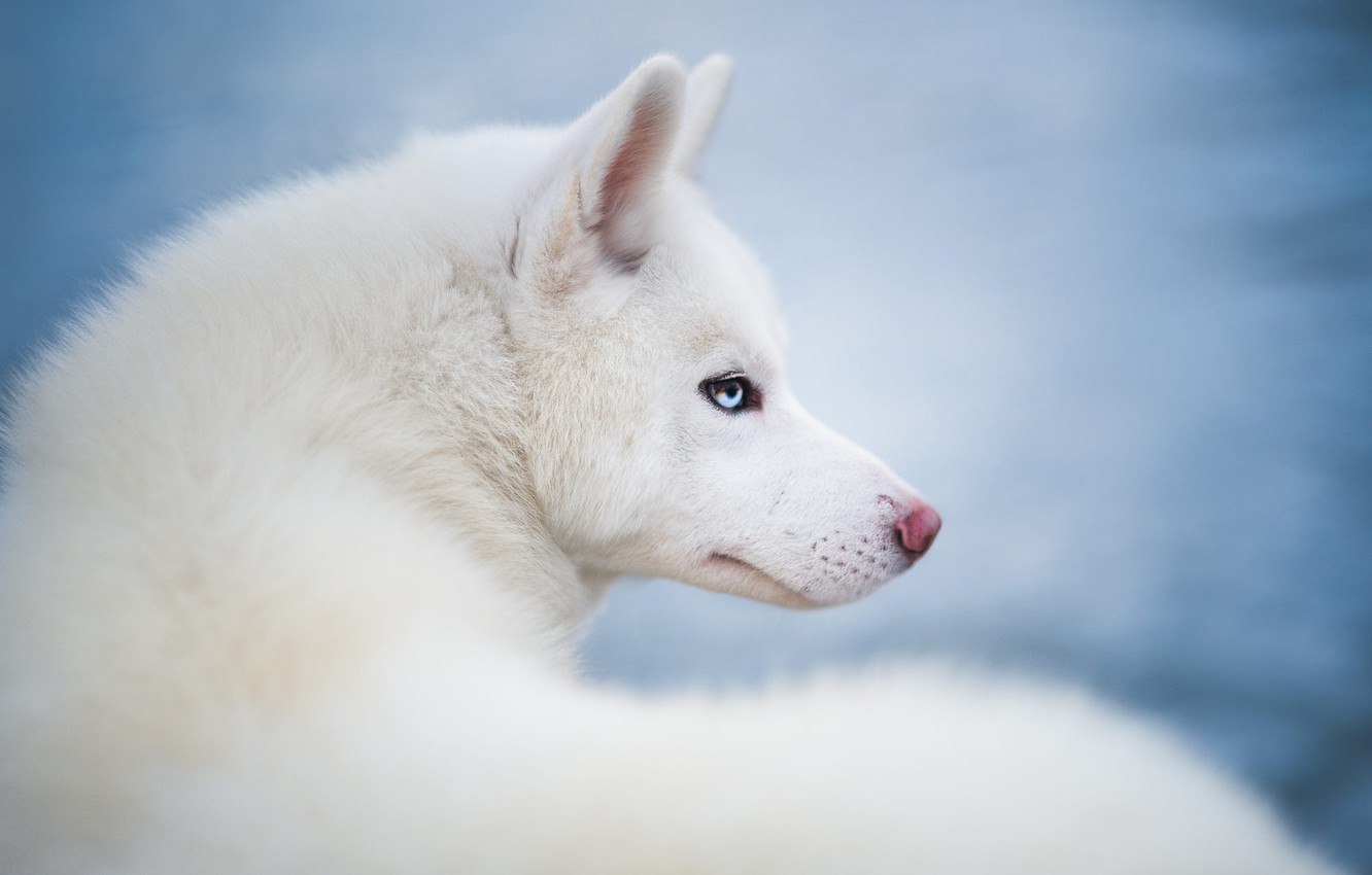 Profile Dog Wallpapers - Wallpaper Cave