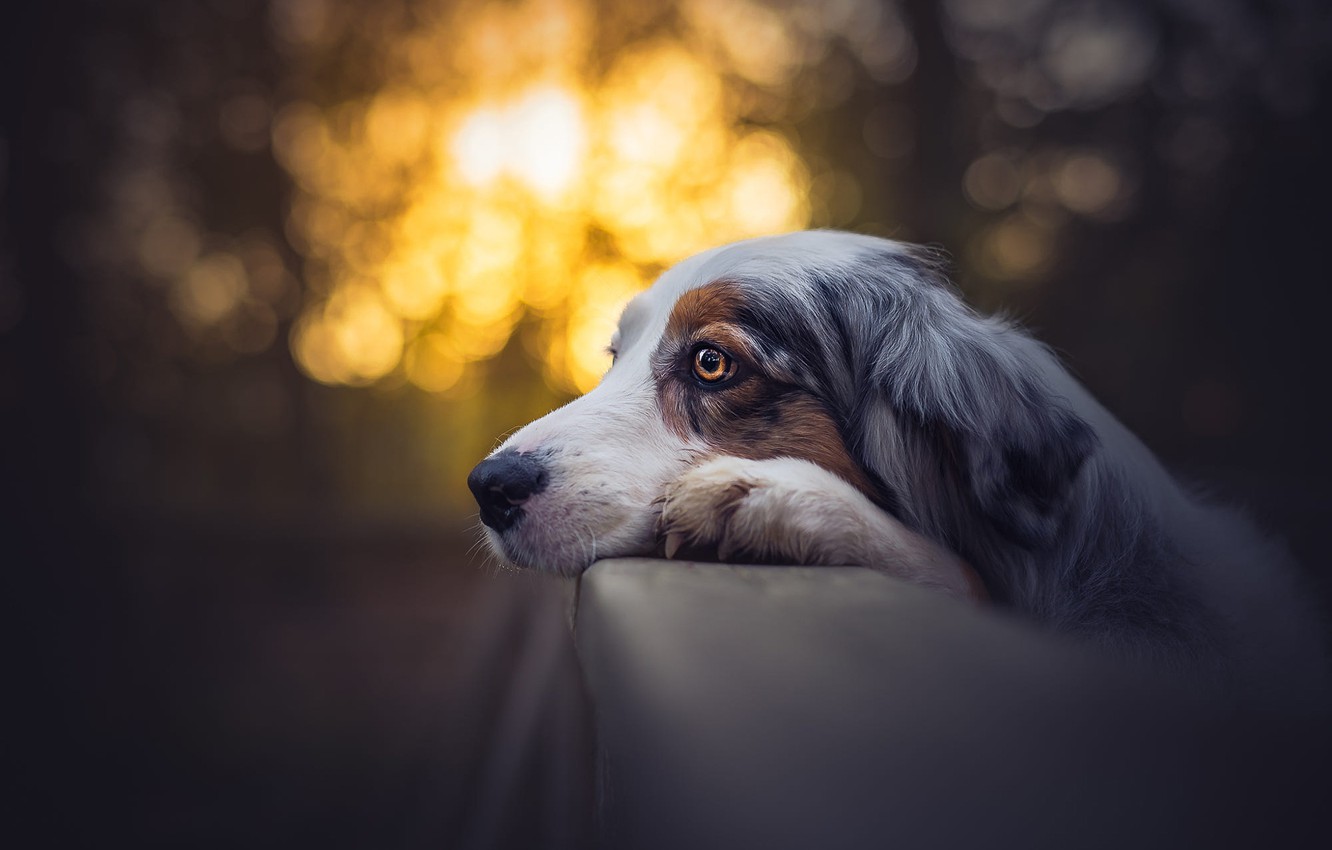 Profile Dog Wallpapers - Wallpaper Cave