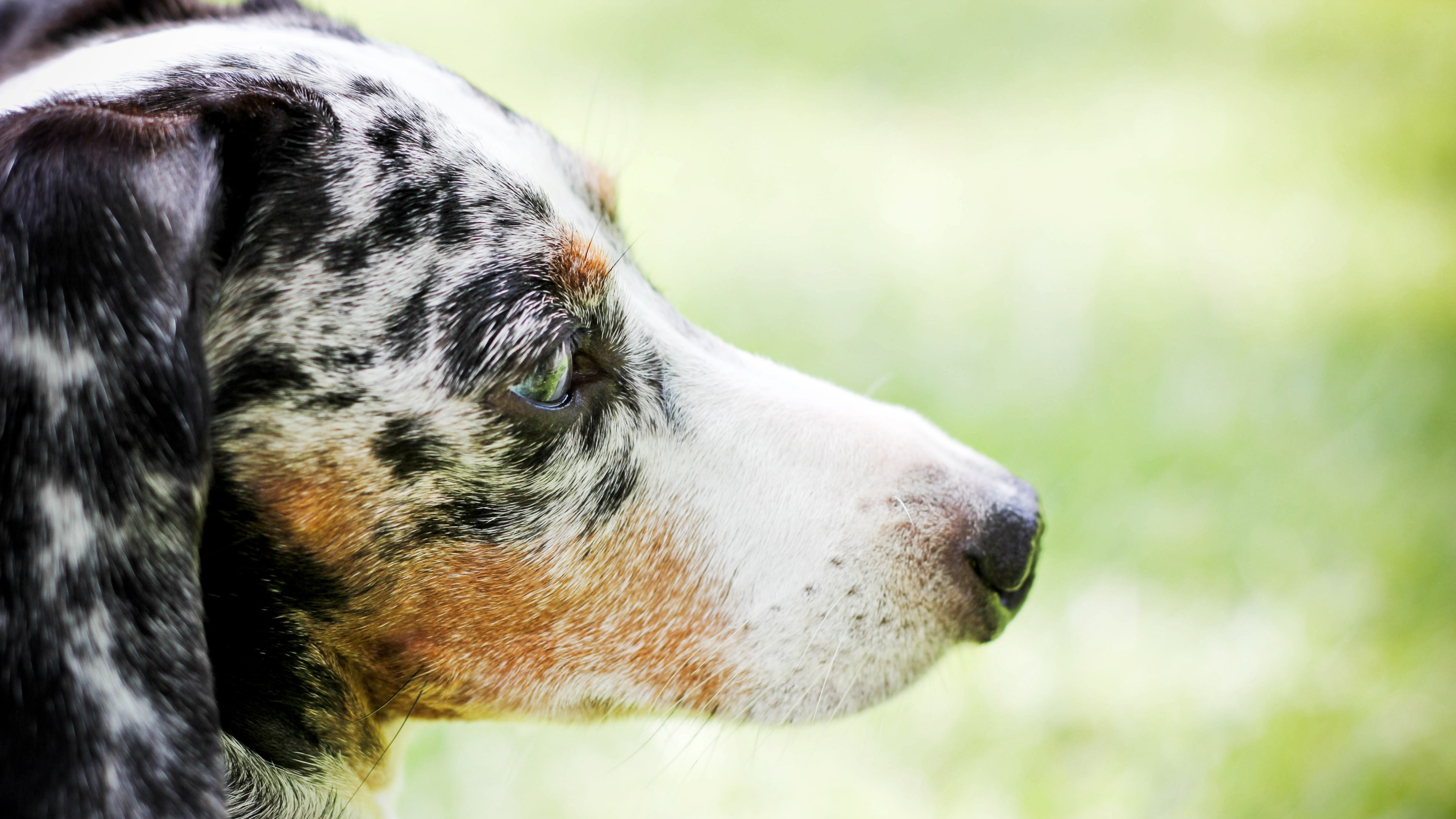 Profile Dog Wallpapers - Wallpaper Cave