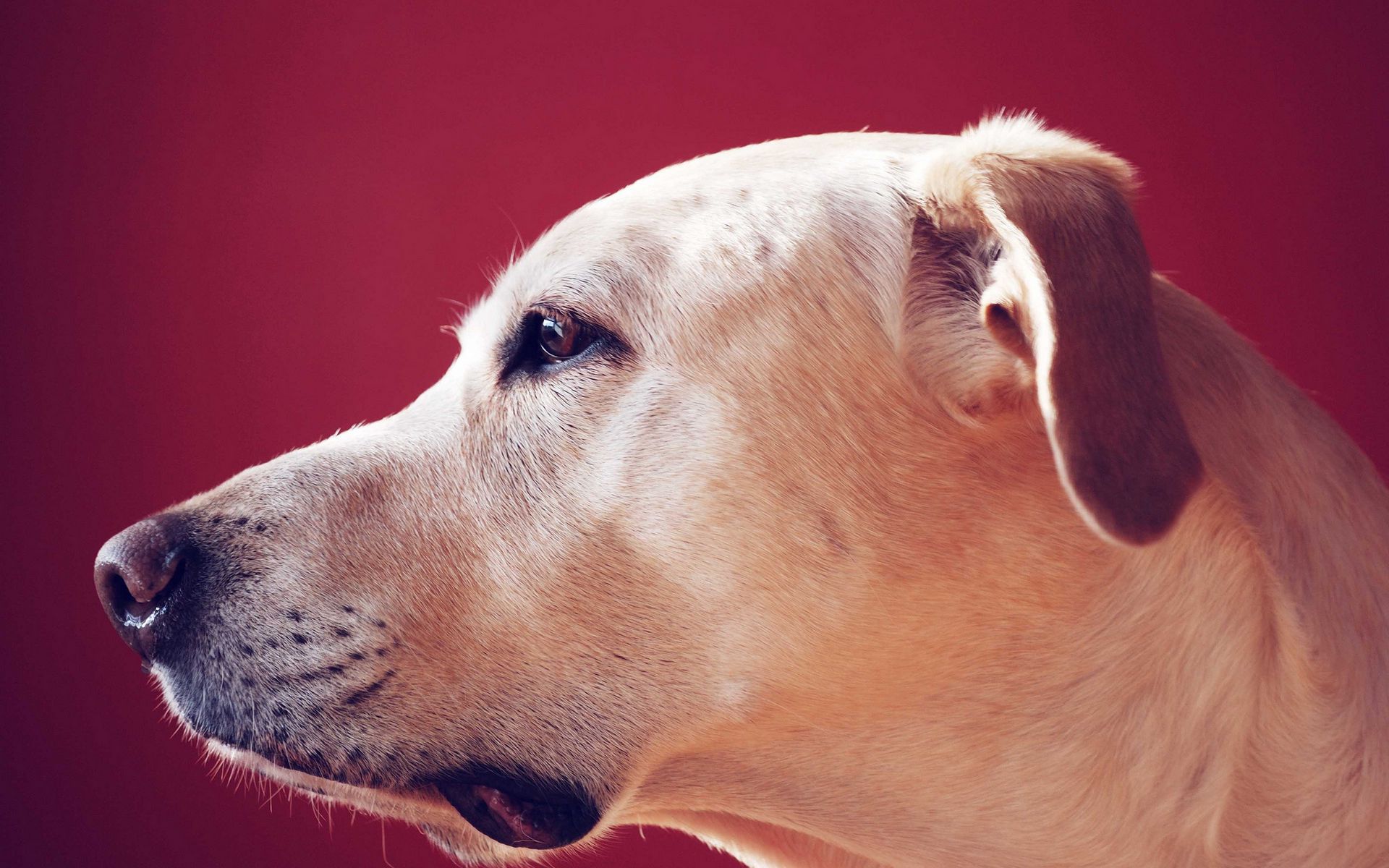 Profile Dog Wallpapers - Wallpaper Cave