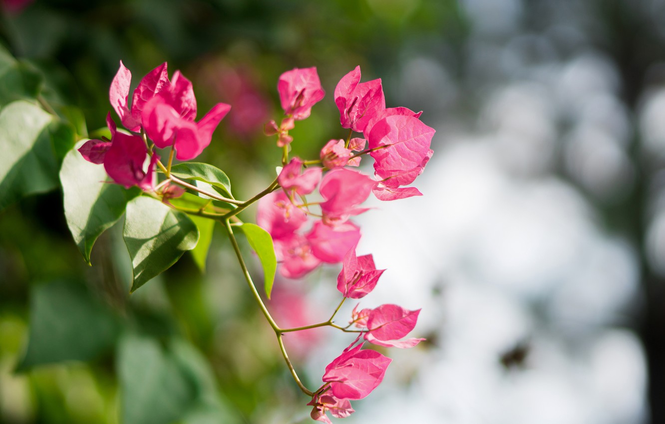 Nature Spring Beauty Wallpapers - Wallpaper Cave