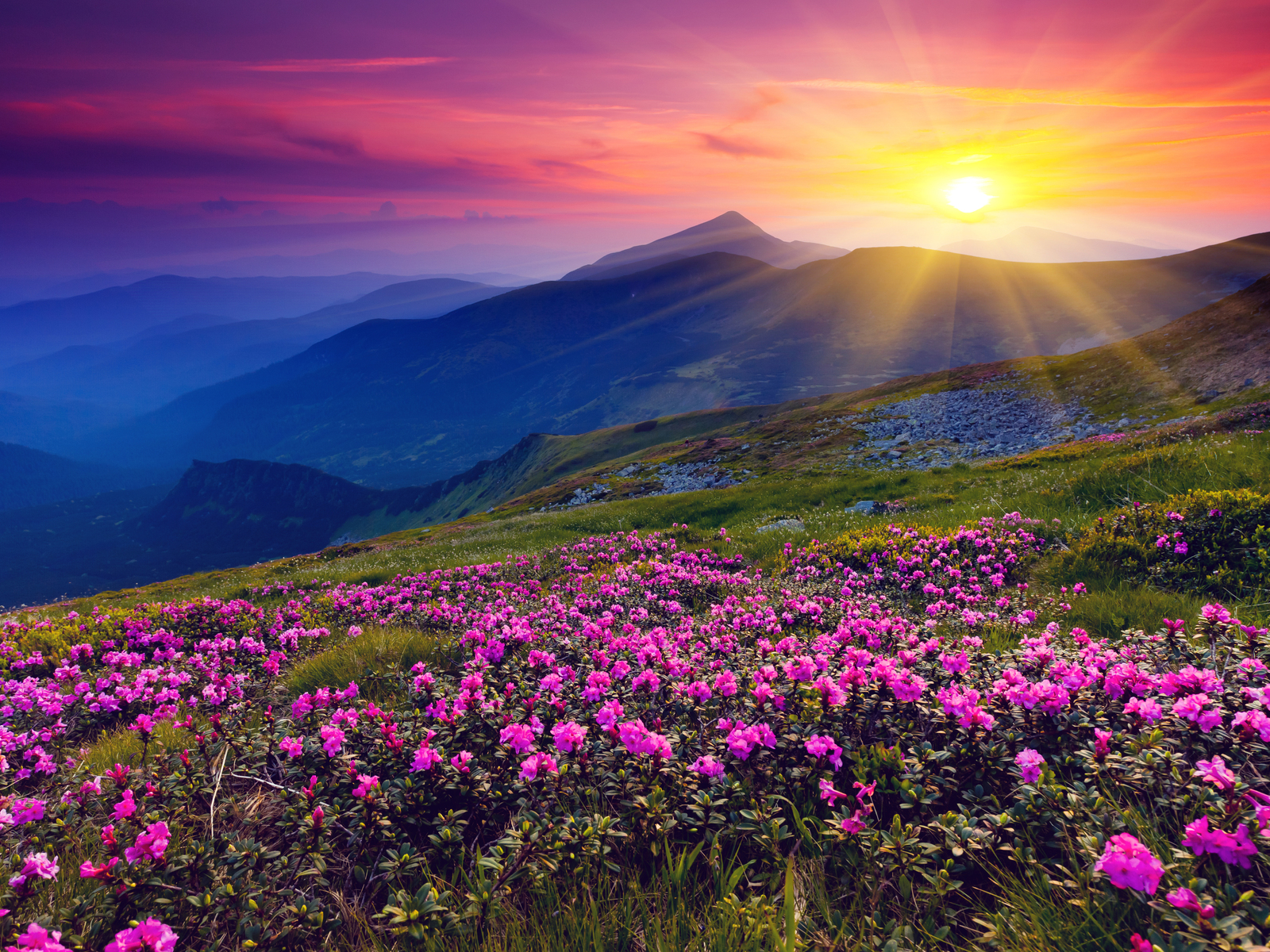 Spring Flowers Landscapes Wallpapers - Wallpaper Cave