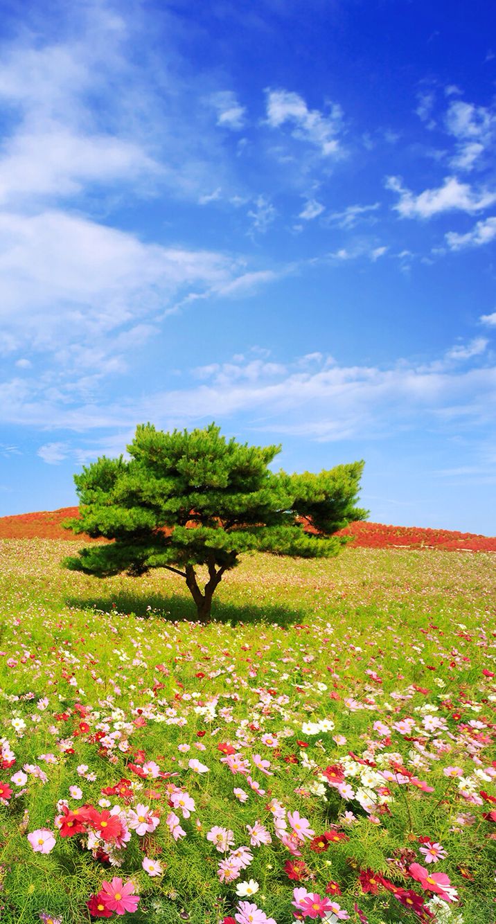 Spring Flowers Landscapes Wallpapers - Wallpaper Cave