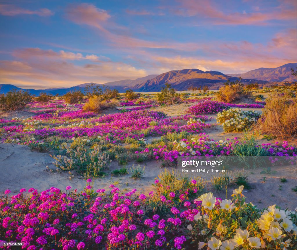 Spring Desert Wallpapers - Wallpaper Cave