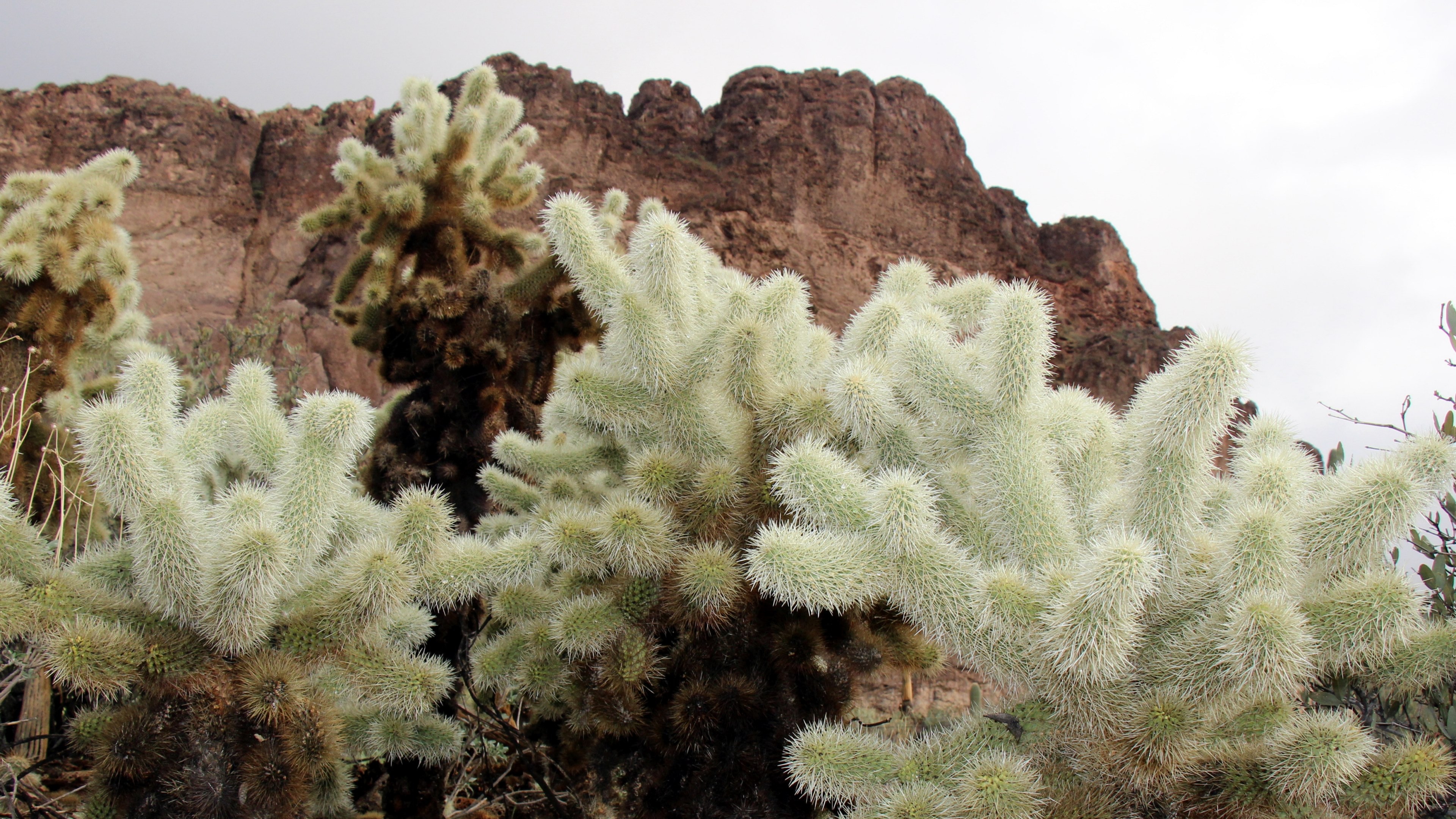 Spring Desert Wallpapers - Wallpaper Cave