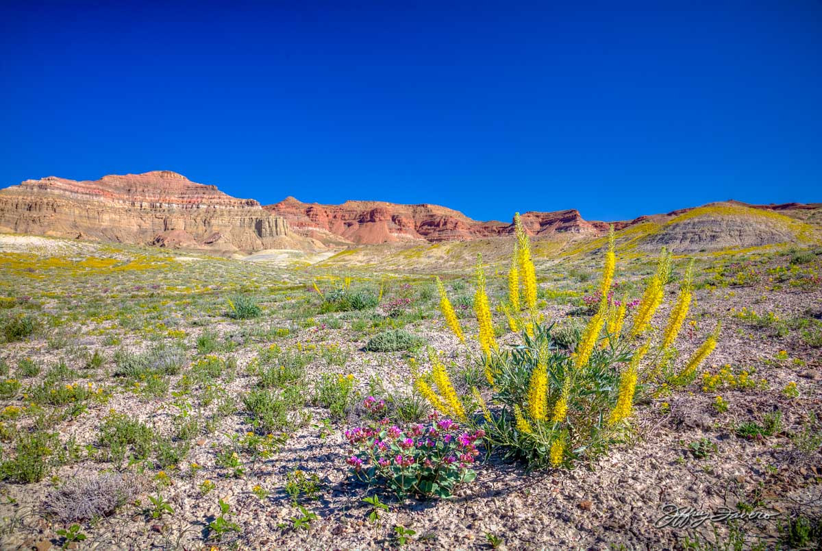 Spring Desert Wallpapers - Wallpaper Cave