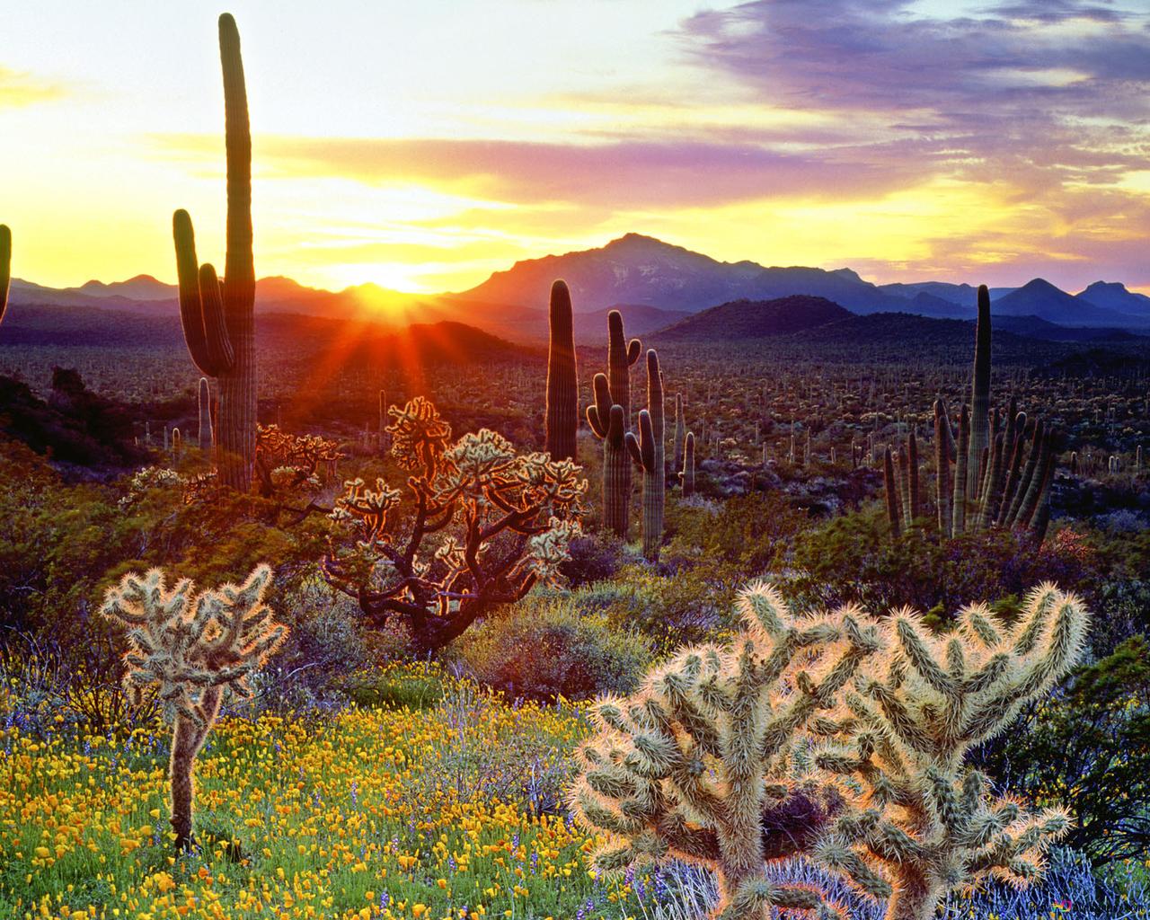 Spring Cactus Wallpapers - Wallpaper Cave