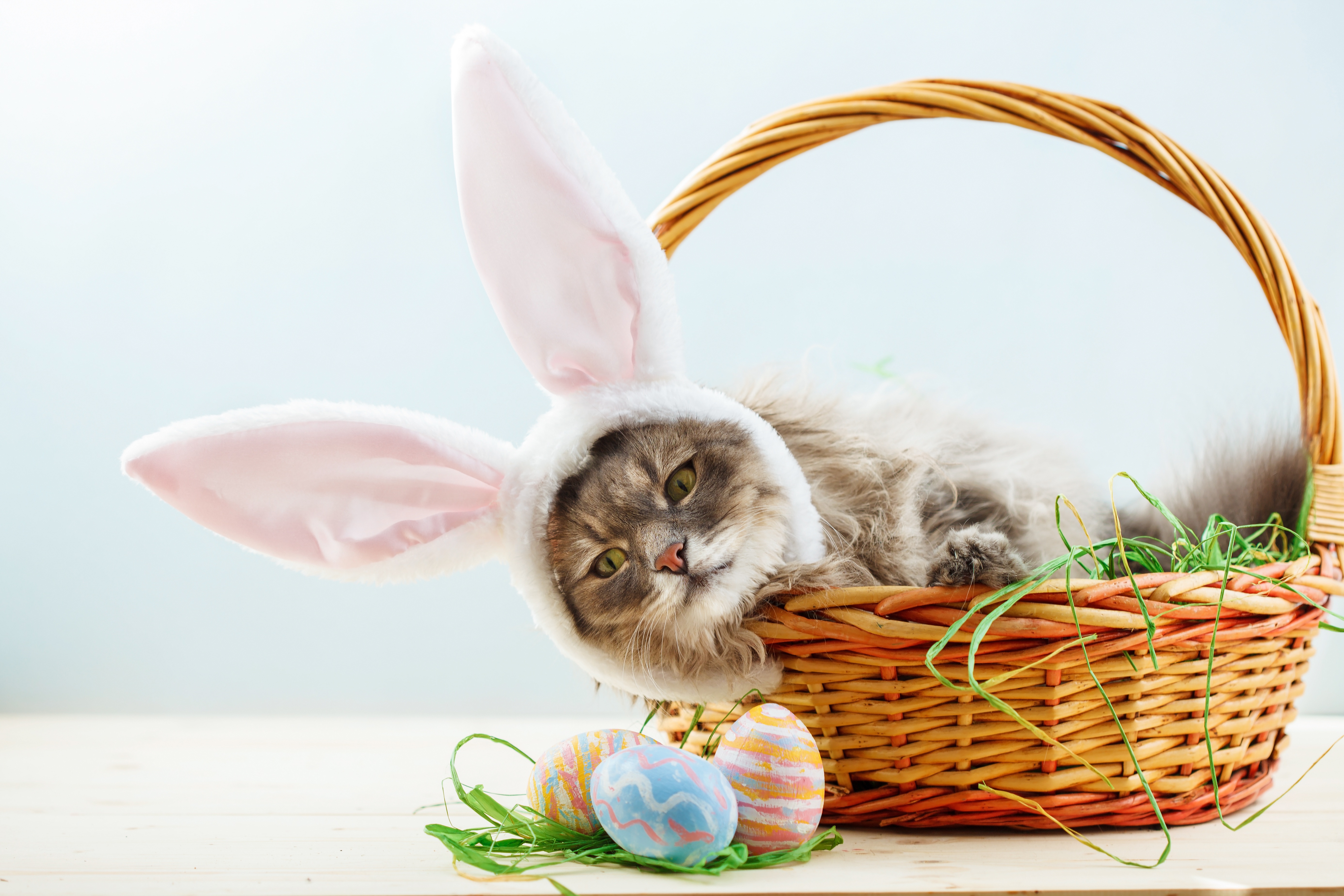 Dog And Cat Easter Wallpapers - Wallpaper Cave