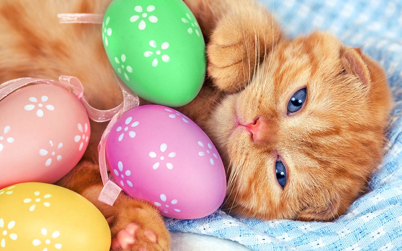 Cat And Dog Easter Wallpapers - Wallpaper Cave