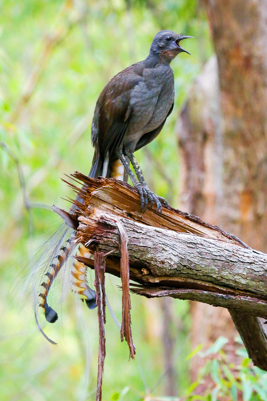 Lyrebirds Wallpapers - Wallpaper Cave