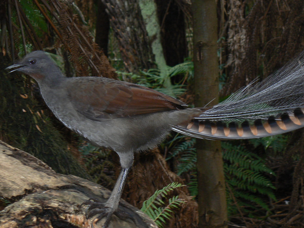 Lyre Bird Wallpaper