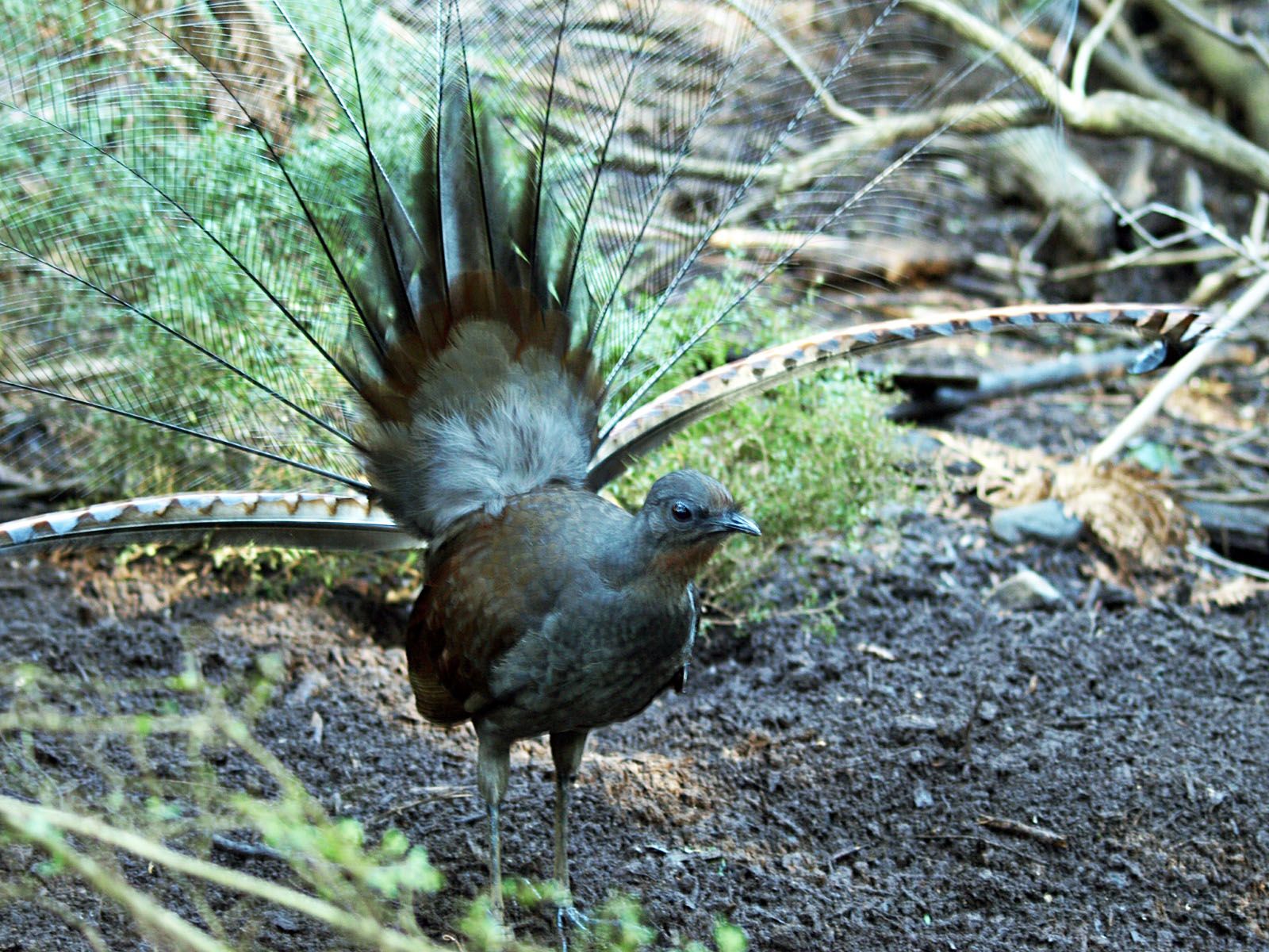 Lyre Bird Wallpaper