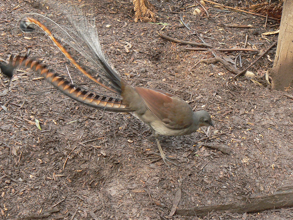 Lyrebirds Wallpapers - Wallpaper Cave