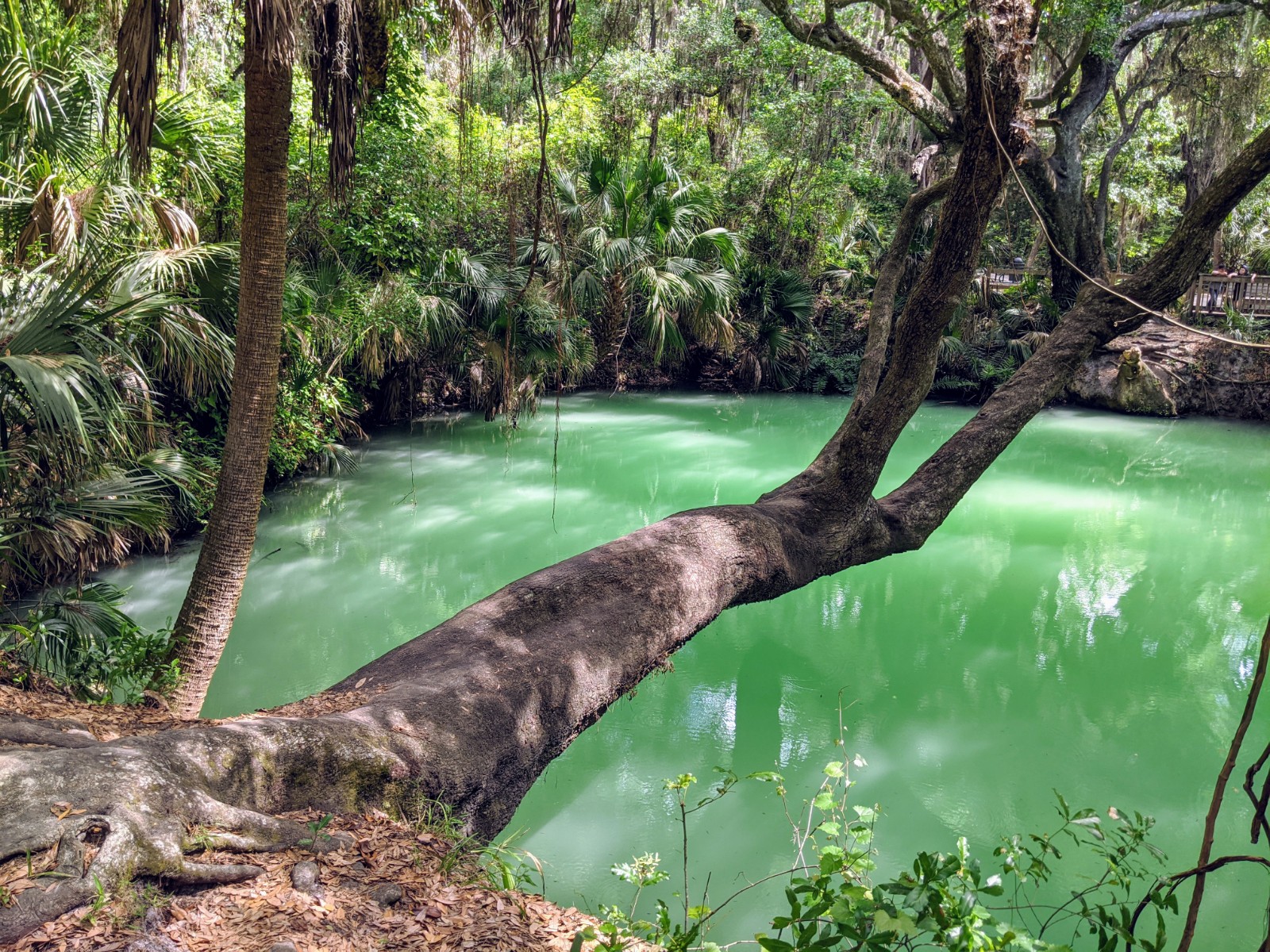 Green Springs Wallpapers - Wallpaper Cave