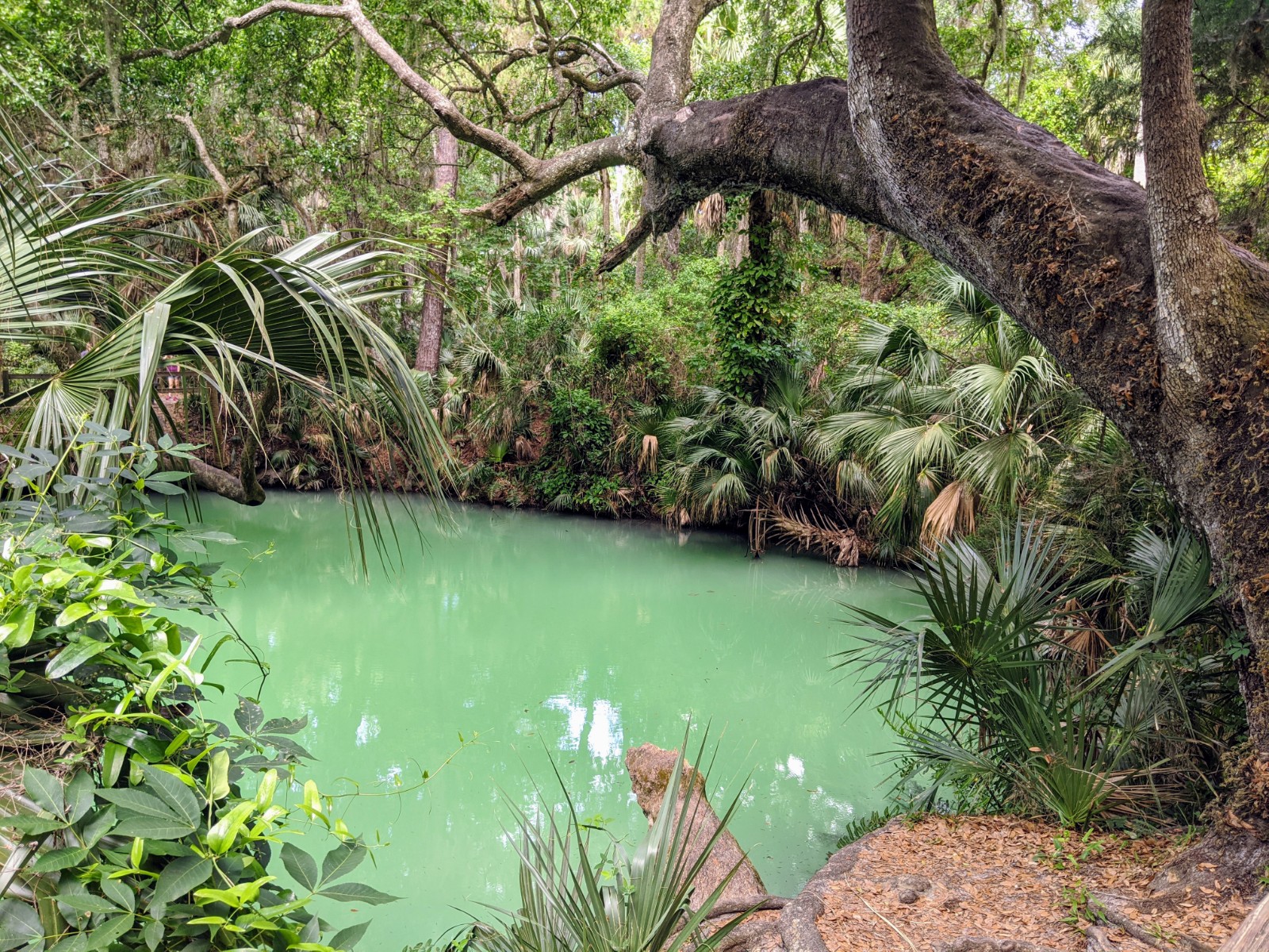 Green Springs Wallpapers - Wallpaper Cave