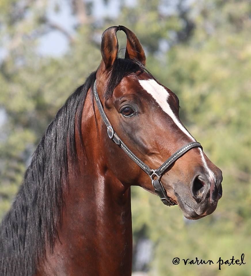 Marwari Horse Wallpapers - Wallpaper Cave