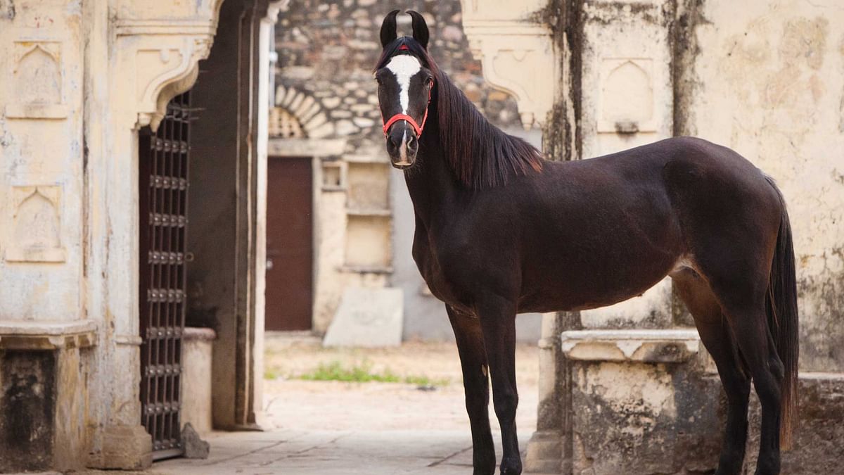 Marwari Horse Wallpapers - Wallpaper Cave