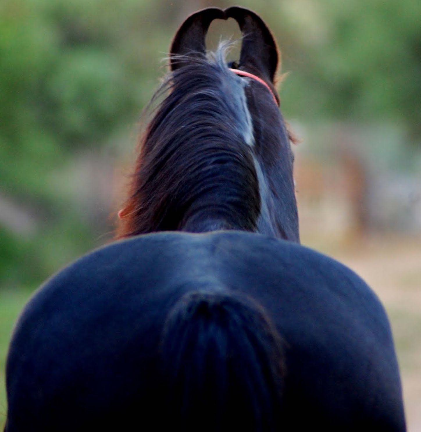 Marwari Horse Wallpapers - Wallpaper Cave