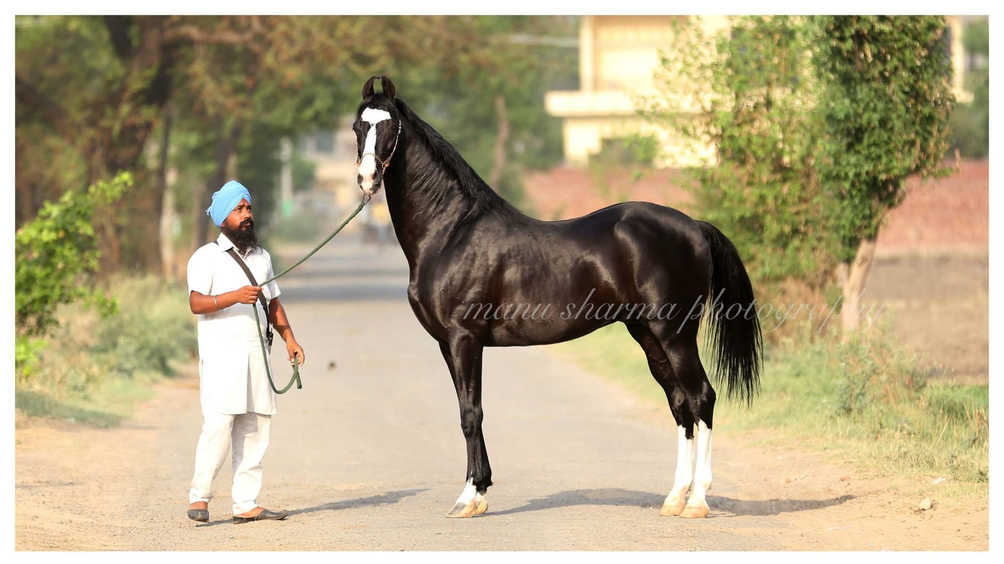 Marwari Horse Wallpapers - Wallpaper Cave
