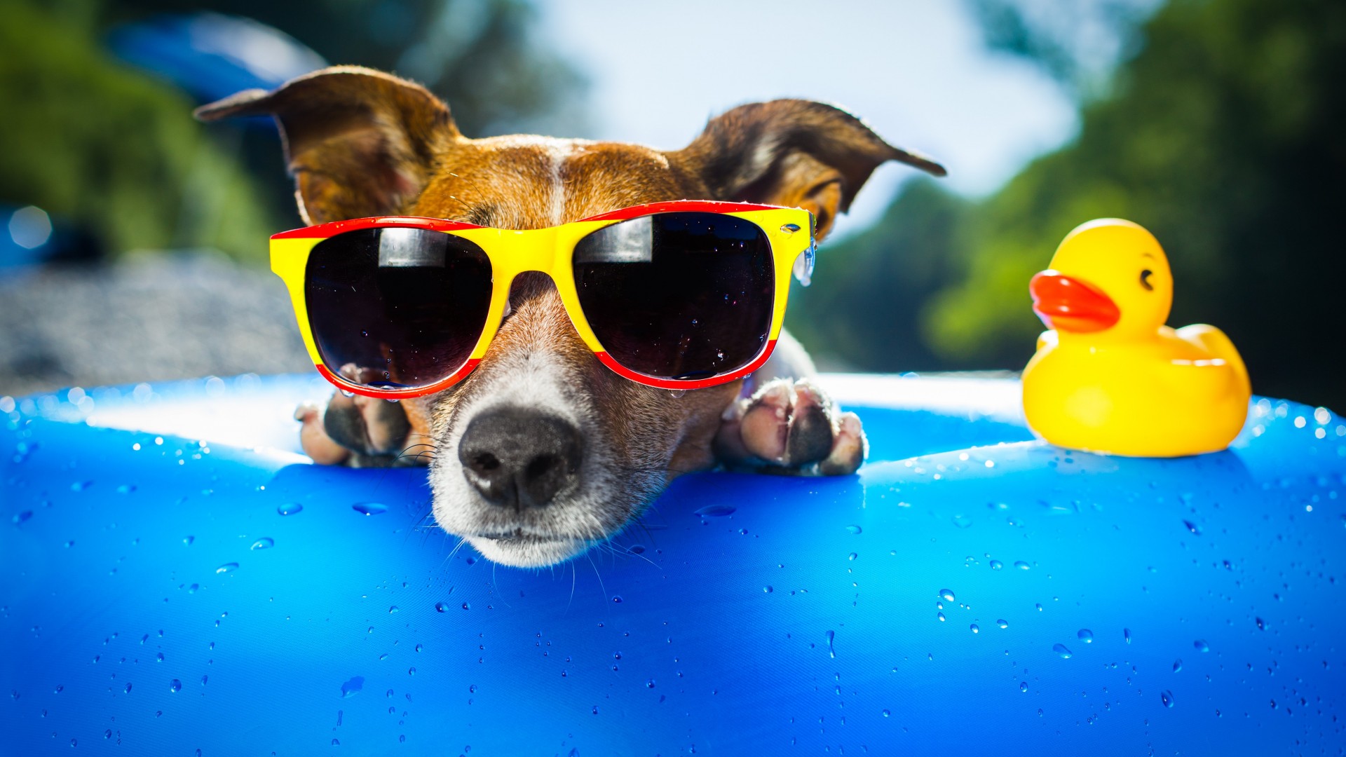 Cute Puppy Summer Wallpapers - Wallpaper Cave