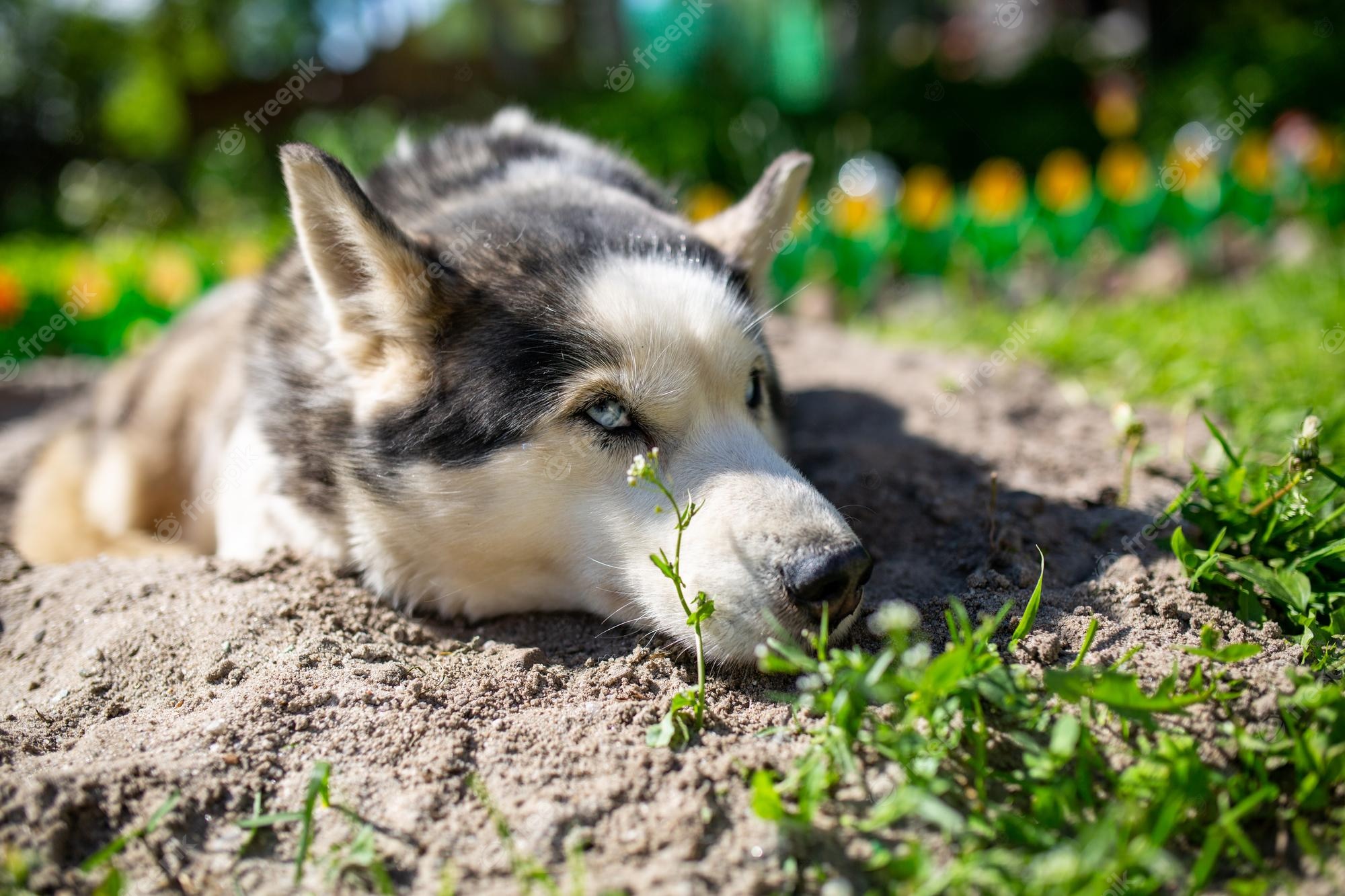 Summer Cute Dogs Wallpapers - Wallpaper Cave