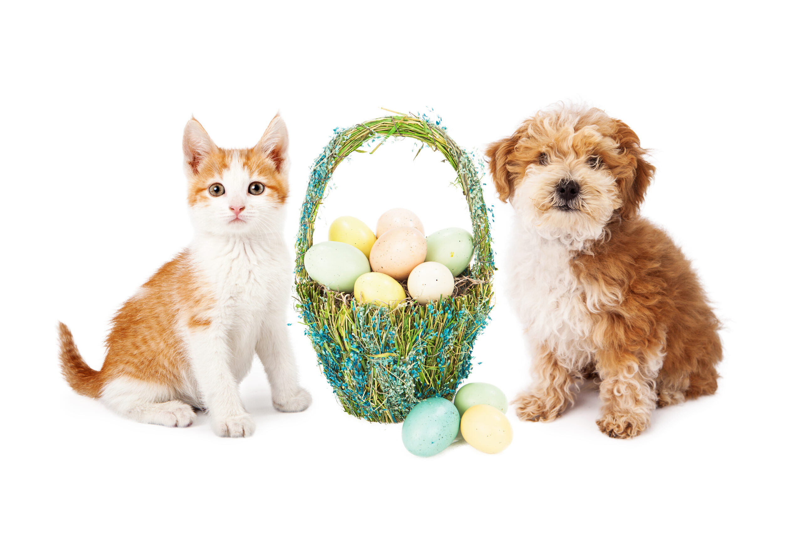 Easter Kittens And Puppies Wallpapers - Wallpaper Cave
