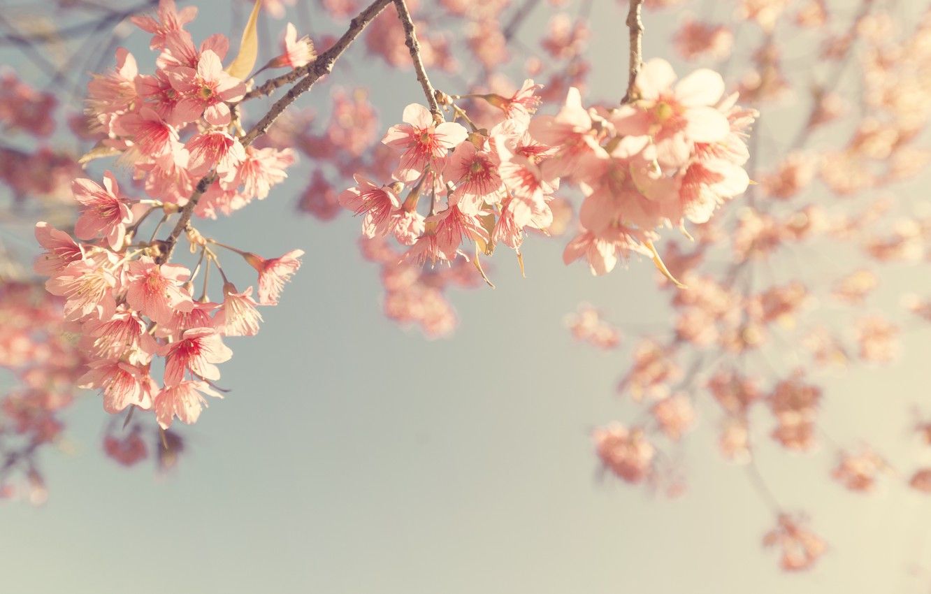 Aesthetic Vintage Spring Wallpapers - Wallpaper Cave