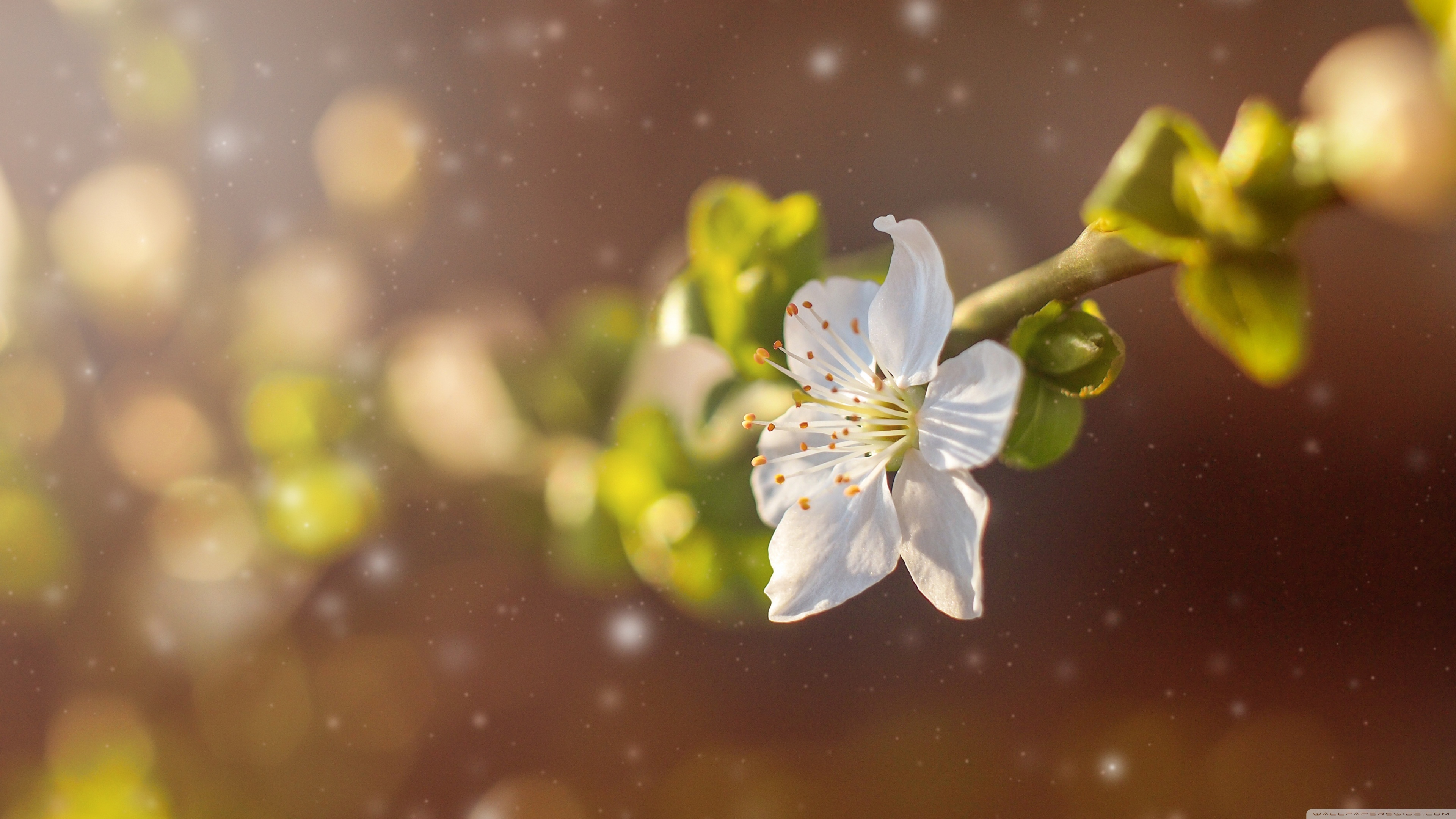 Outside Spring 4k Wallpapers - Wallpaper Cave