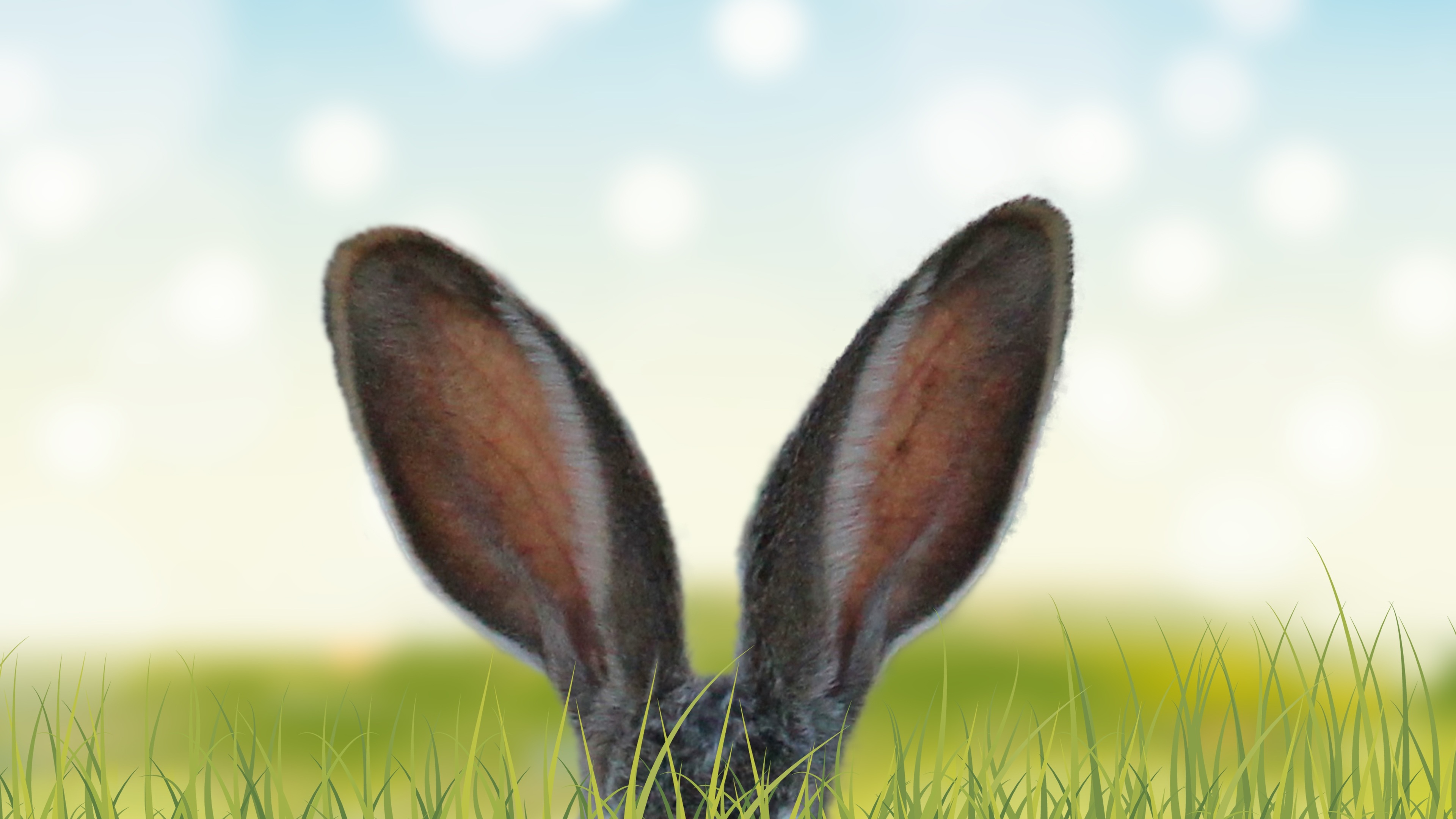 Easter Ears Wallpapers - Wallpaper Cave