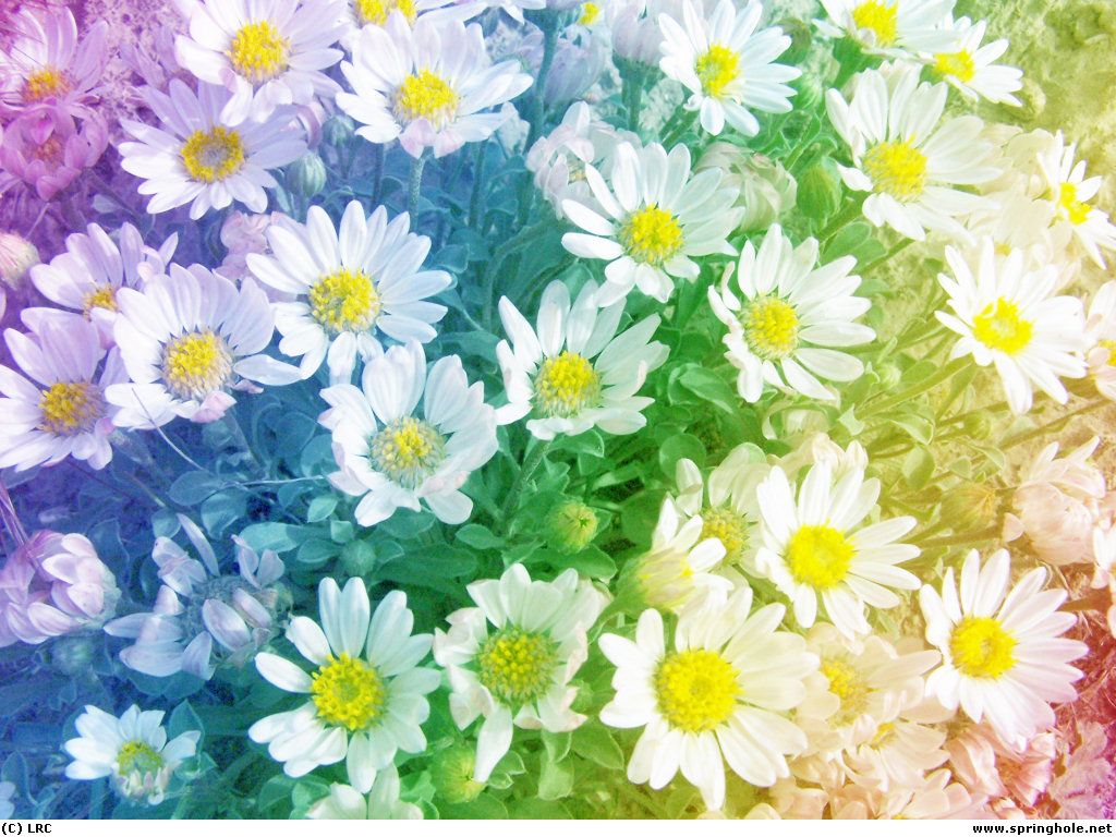 Colorful Daisy Wallpapers - Wallpaper Cave
