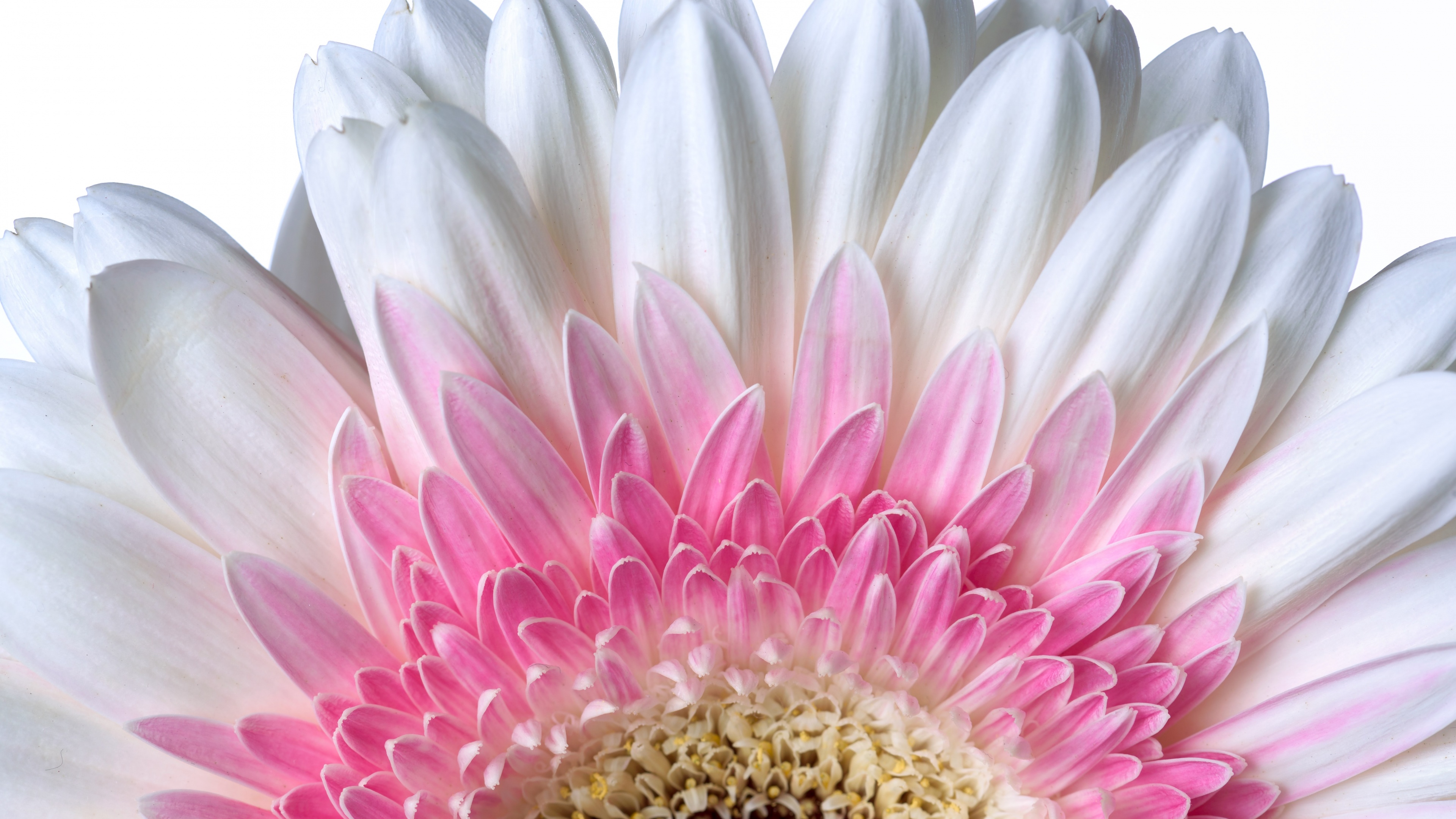 Colorful Daisy Wallpapers - Wallpaper Cave