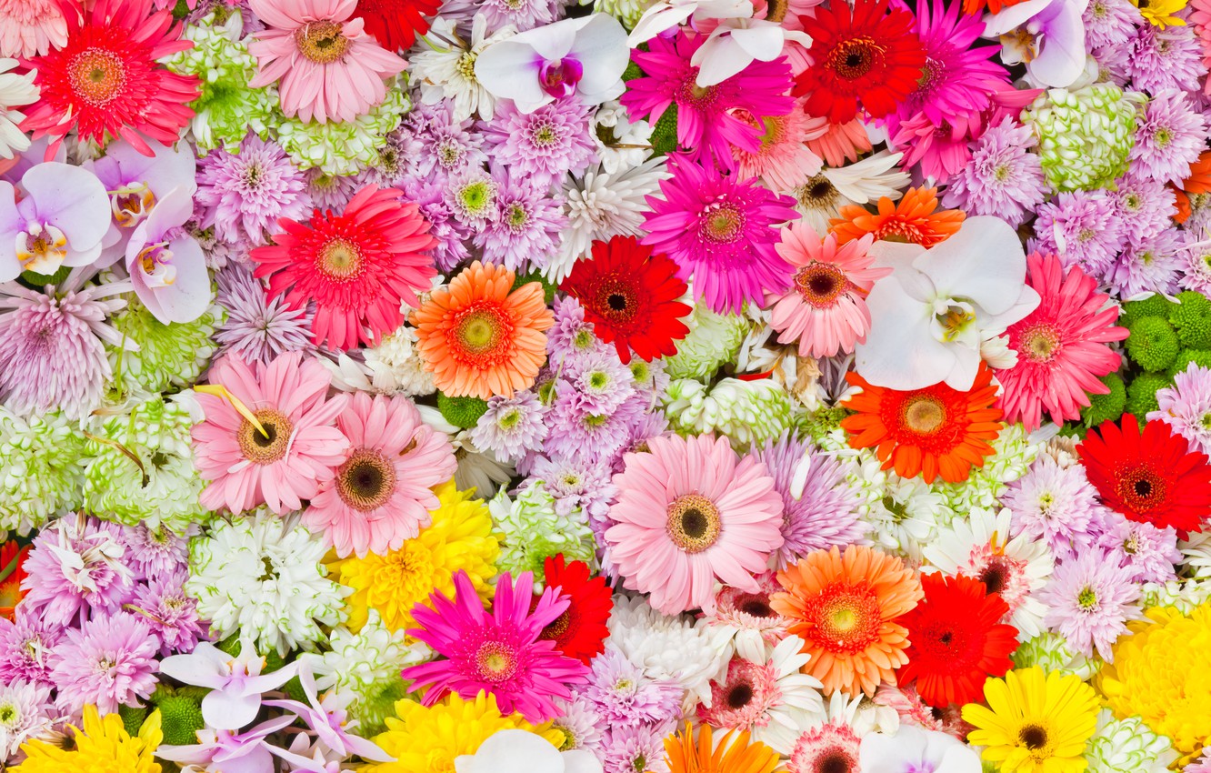 Colorful Daisy Wallpapers - Wallpaper Cave