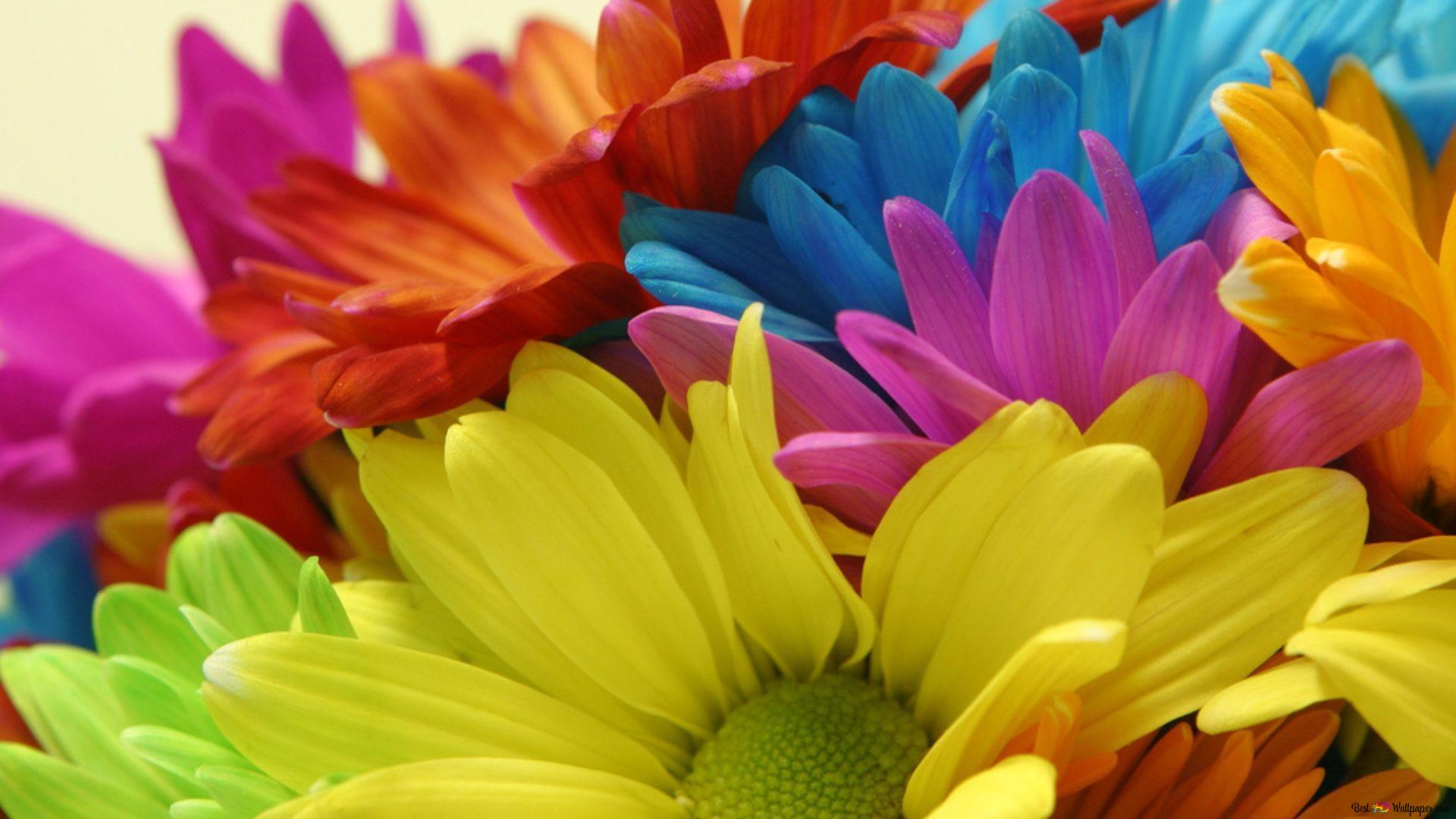 Colorful Daisy Wallpapers - Wallpaper Cave