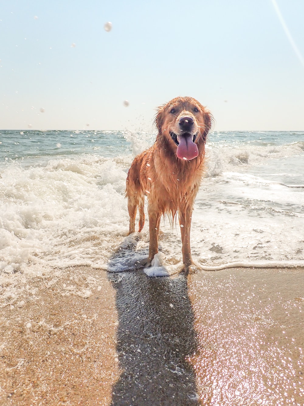 Puppy Beach Wallpapers - Wallpaper Cave
