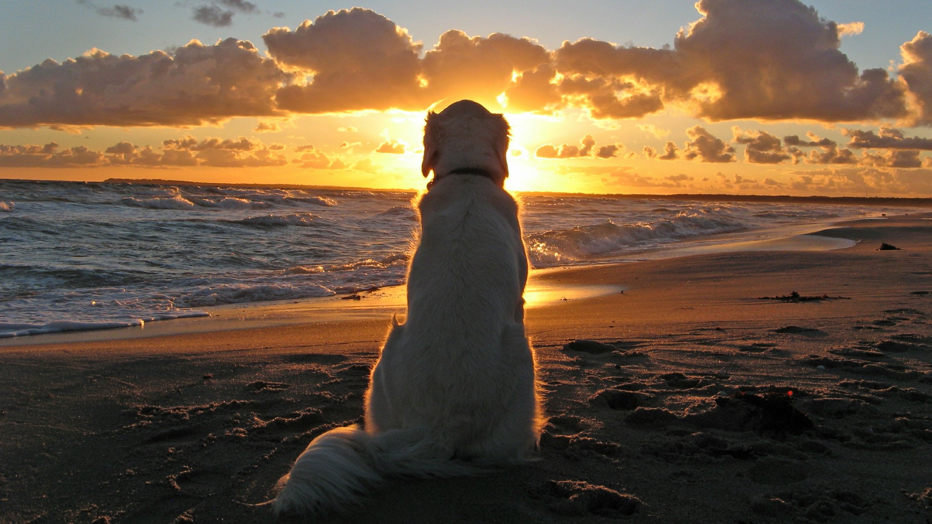 Puppy Beach Wallpapers - Wallpaper Cave