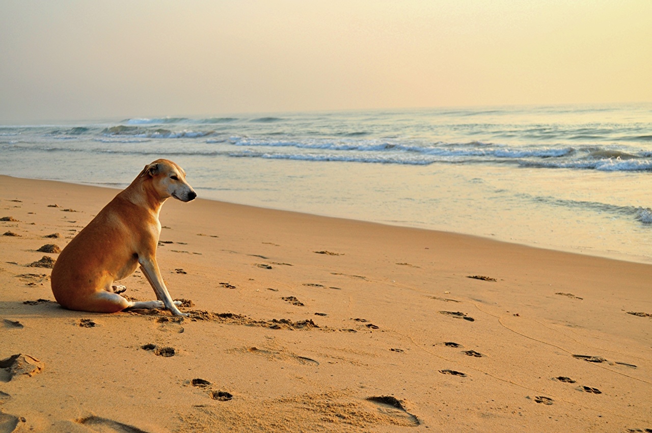Puppy Beach Wallpapers - Wallpaper Cave