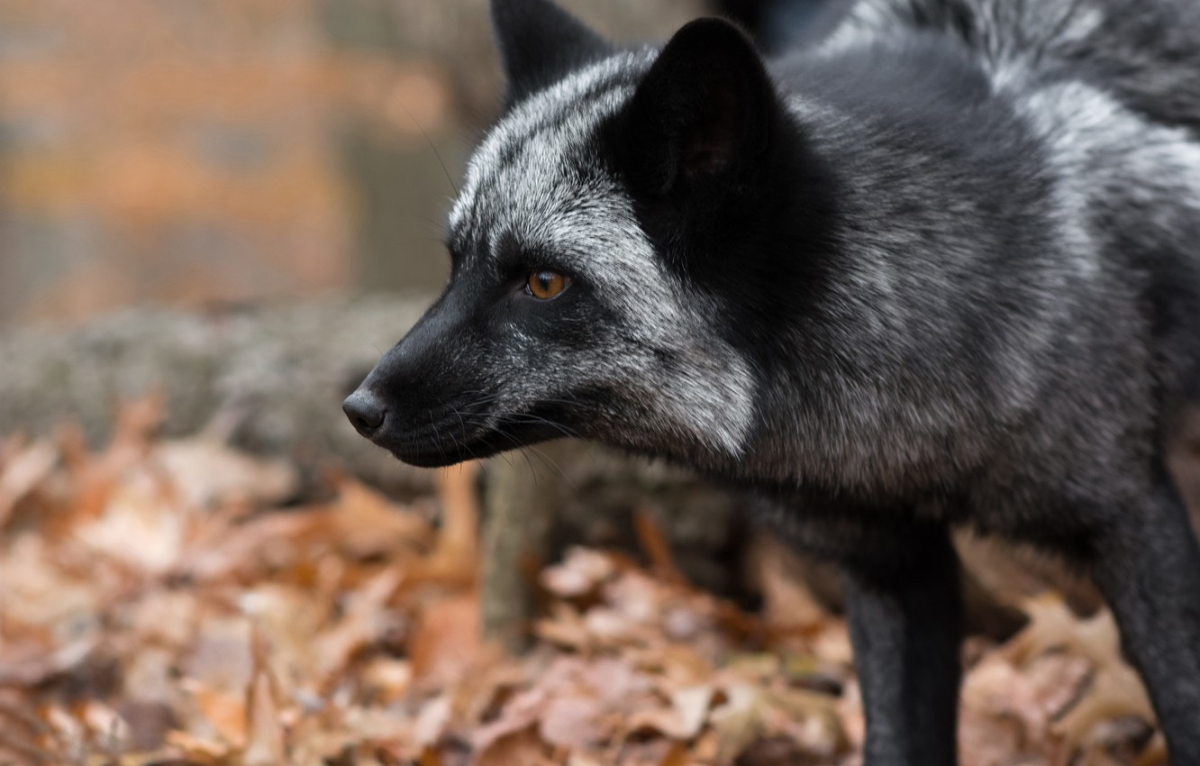 Silver Fox And Fox Wallpapers - Wallpaper Cave