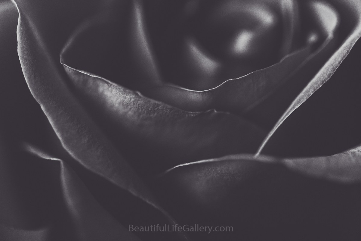 Rose For No One Wallpapers - Wallpaper Cave