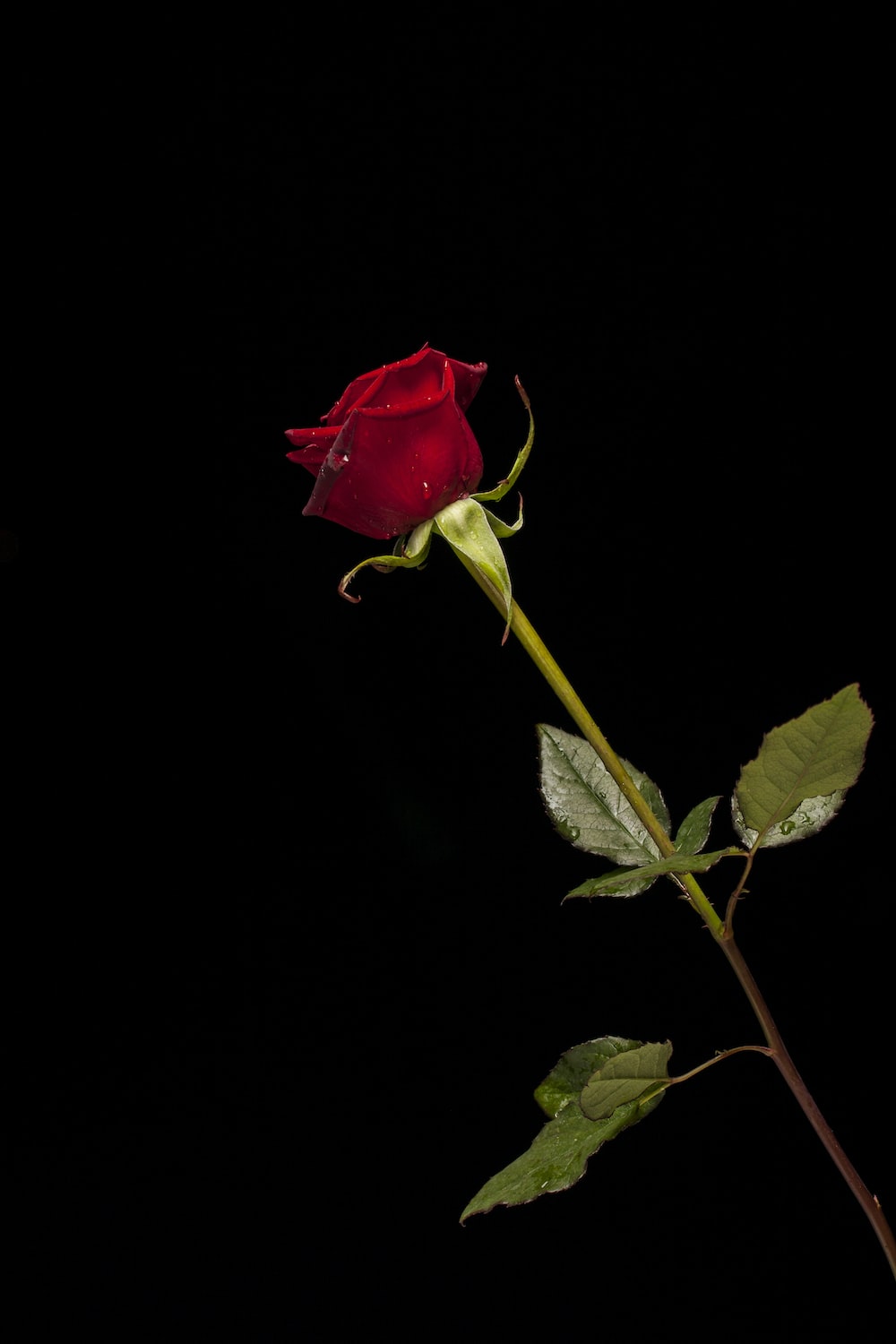 Rose For No One Wallpapers - Wallpaper Cave