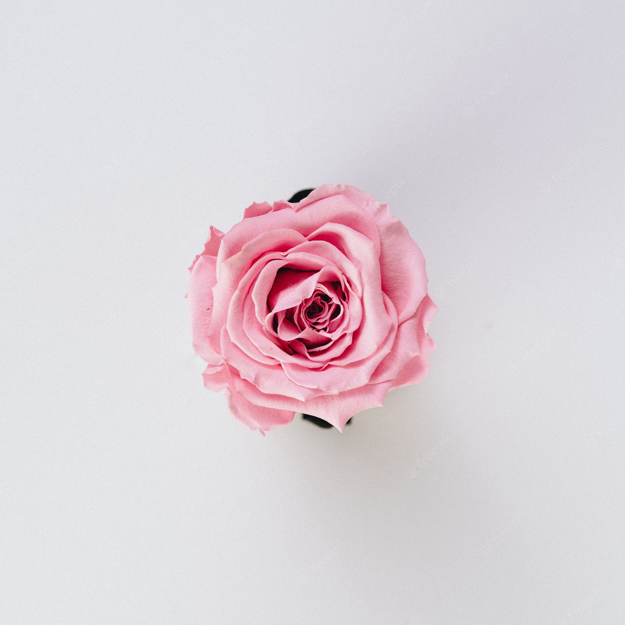 Rose For No One Wallpapers - Wallpaper Cave