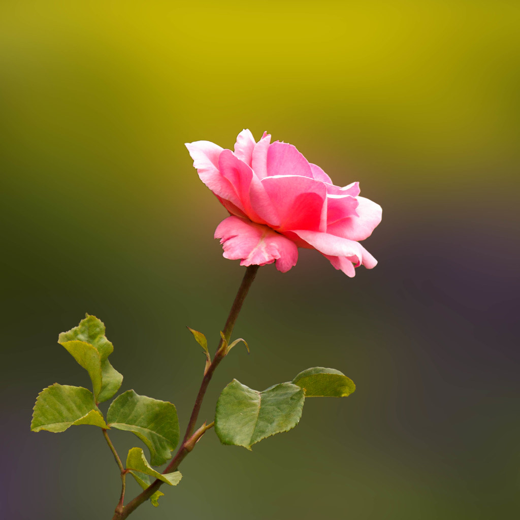 Rose For No One Wallpapers - Wallpaper Cave