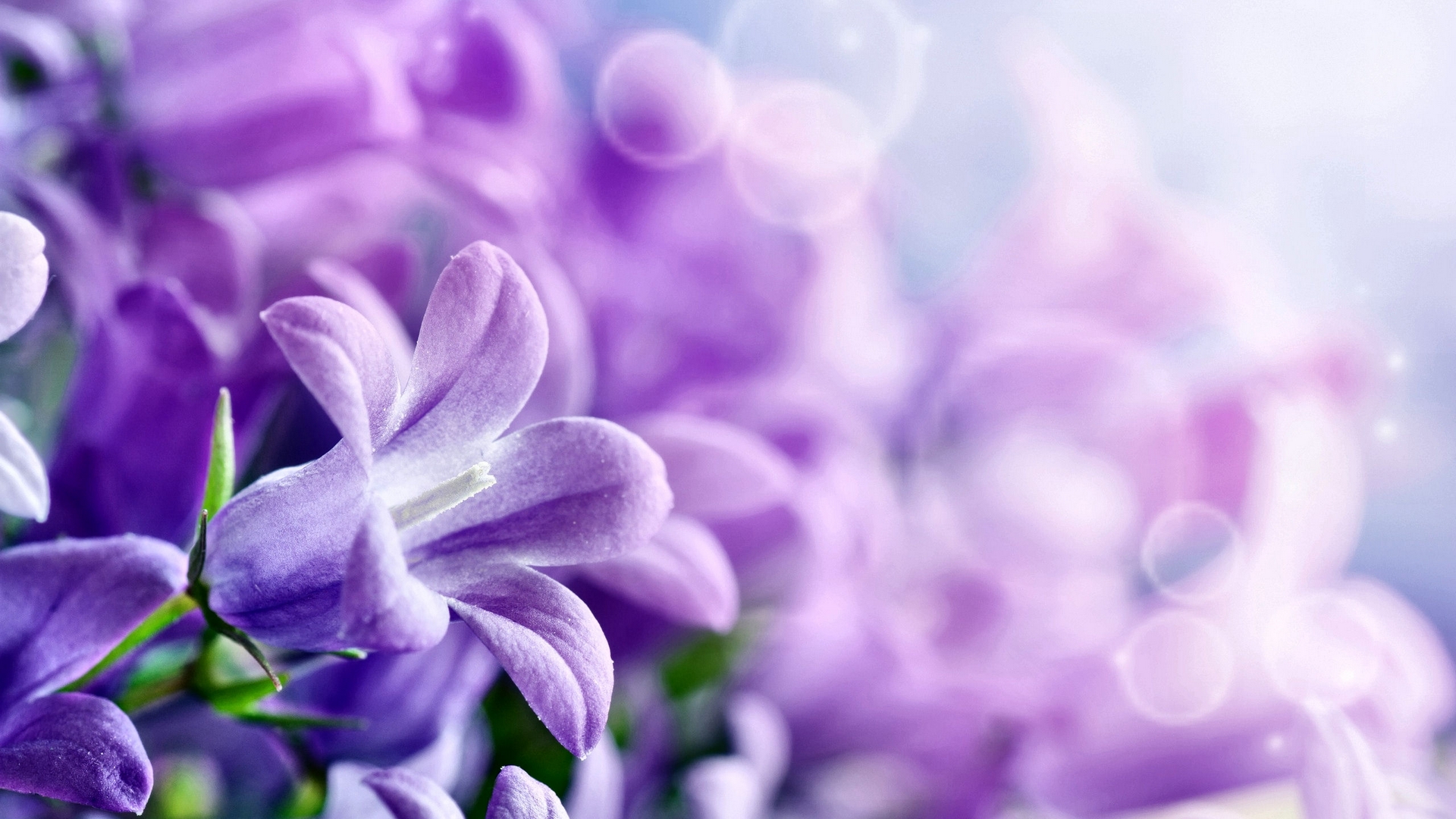 Purple Spring Flowers Cute Wallpapers - Wallpaper Cave